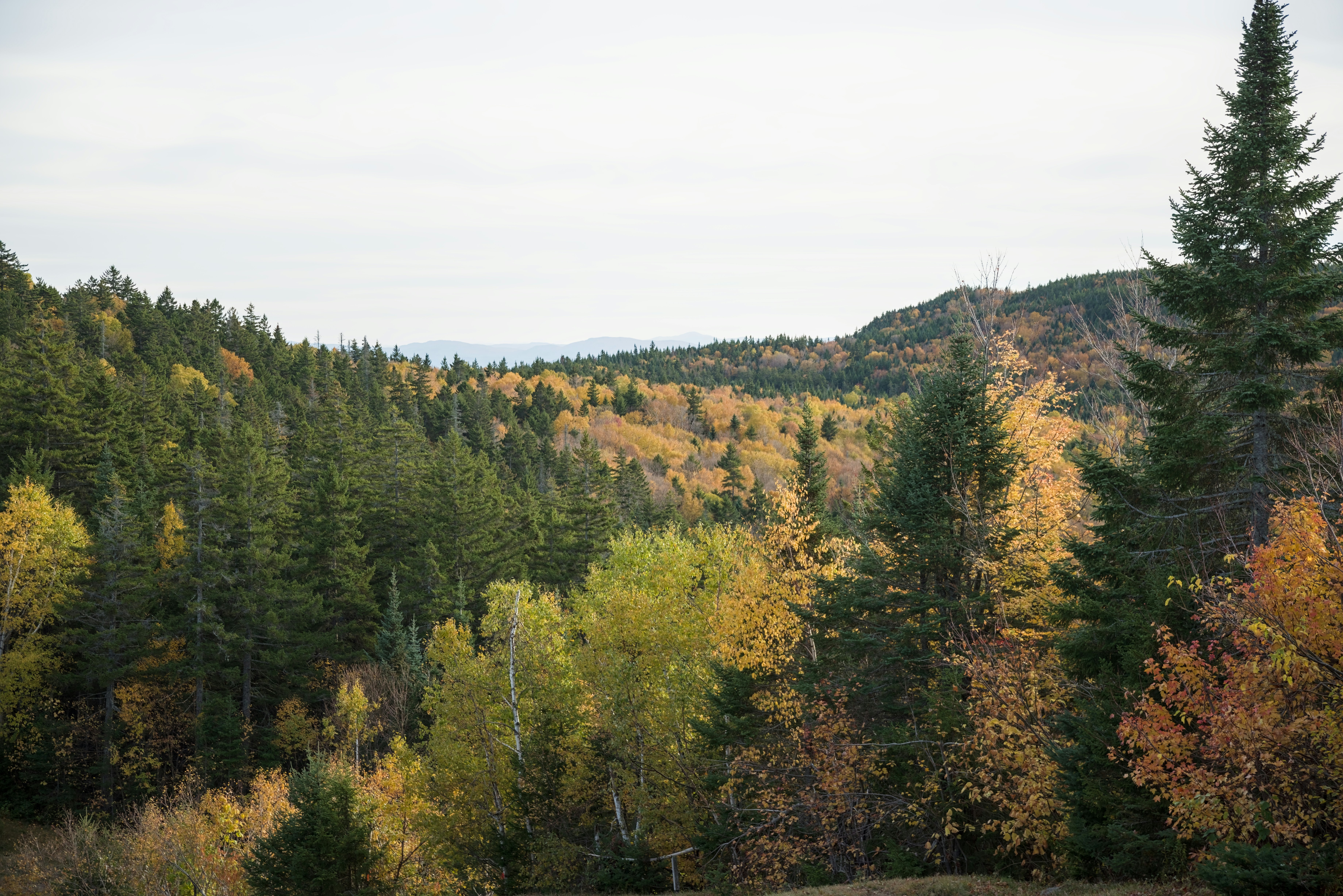 Autumn forest scene with a mix of evergreen and deciduous trees displaying fall colors along rolling hills. The image captures a wide landscape with a bright horizon and a calm, natural atmosphere.