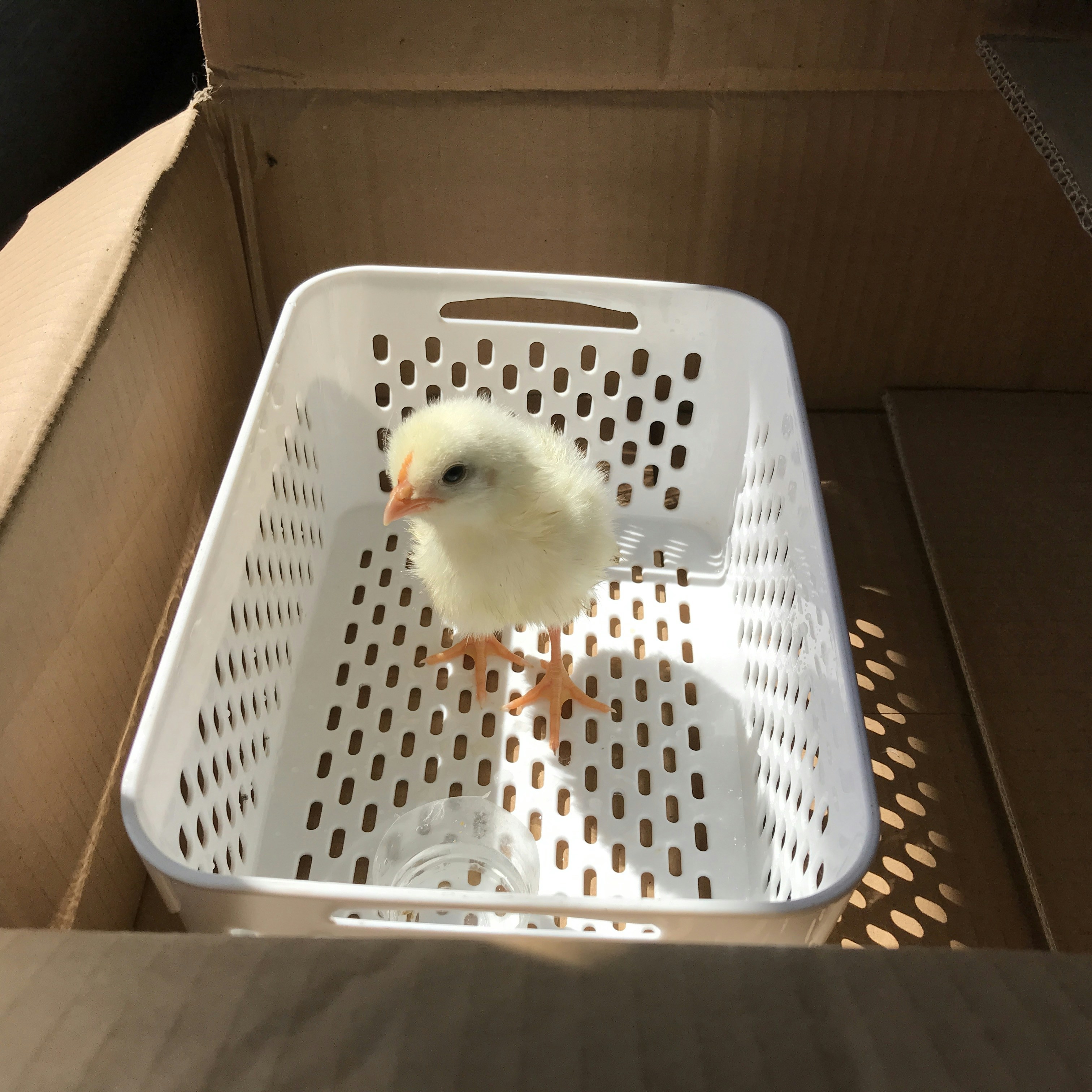 A pale-yellow chick stands in a white perforated basket inside a cardboard box, sunlight casting shadows from the basket holes. The scene highlights the chick as the focal subject and suggests a hatchling in a portable enclosure.