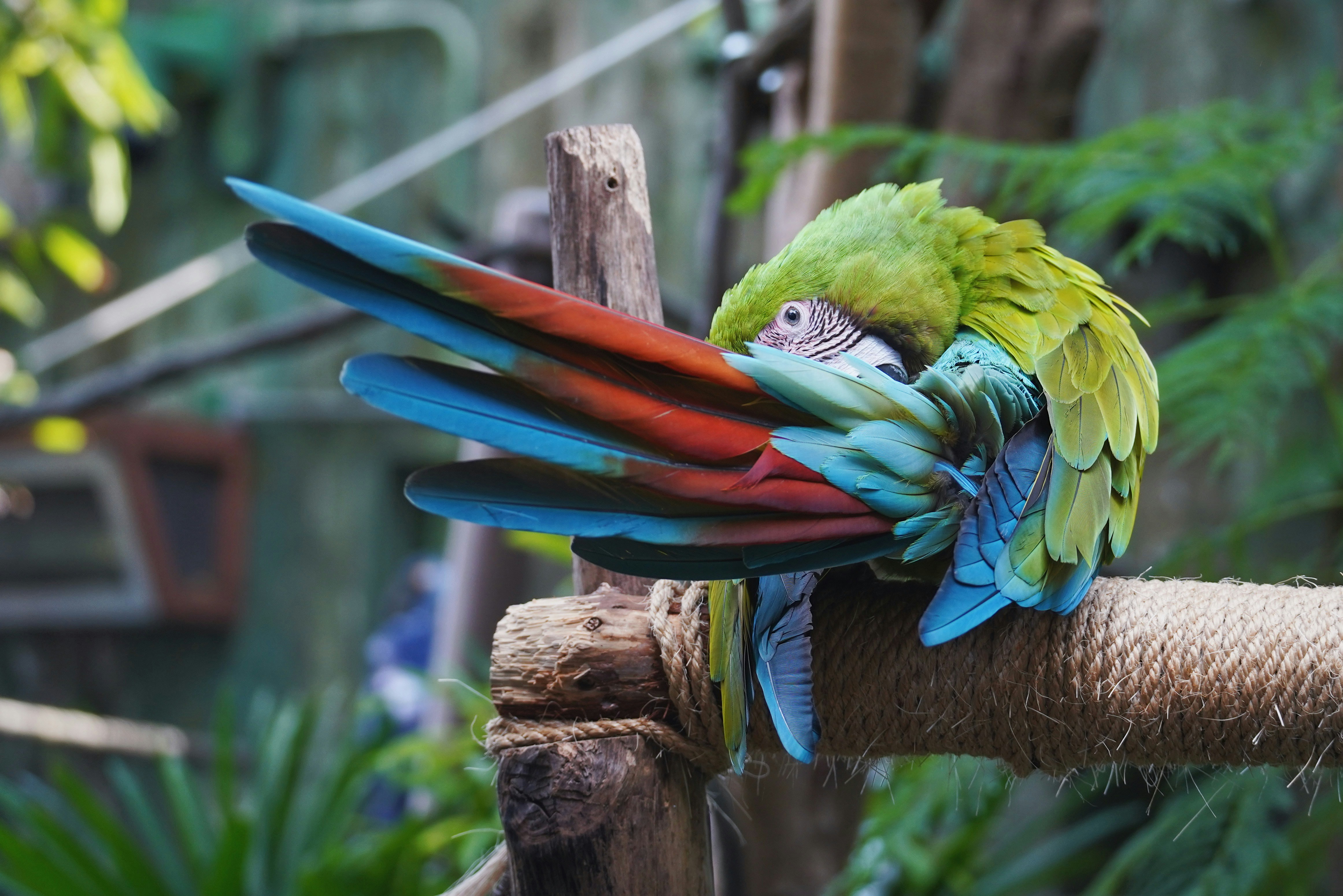 Emerald-Feathered Acrobat on a Carved Perch