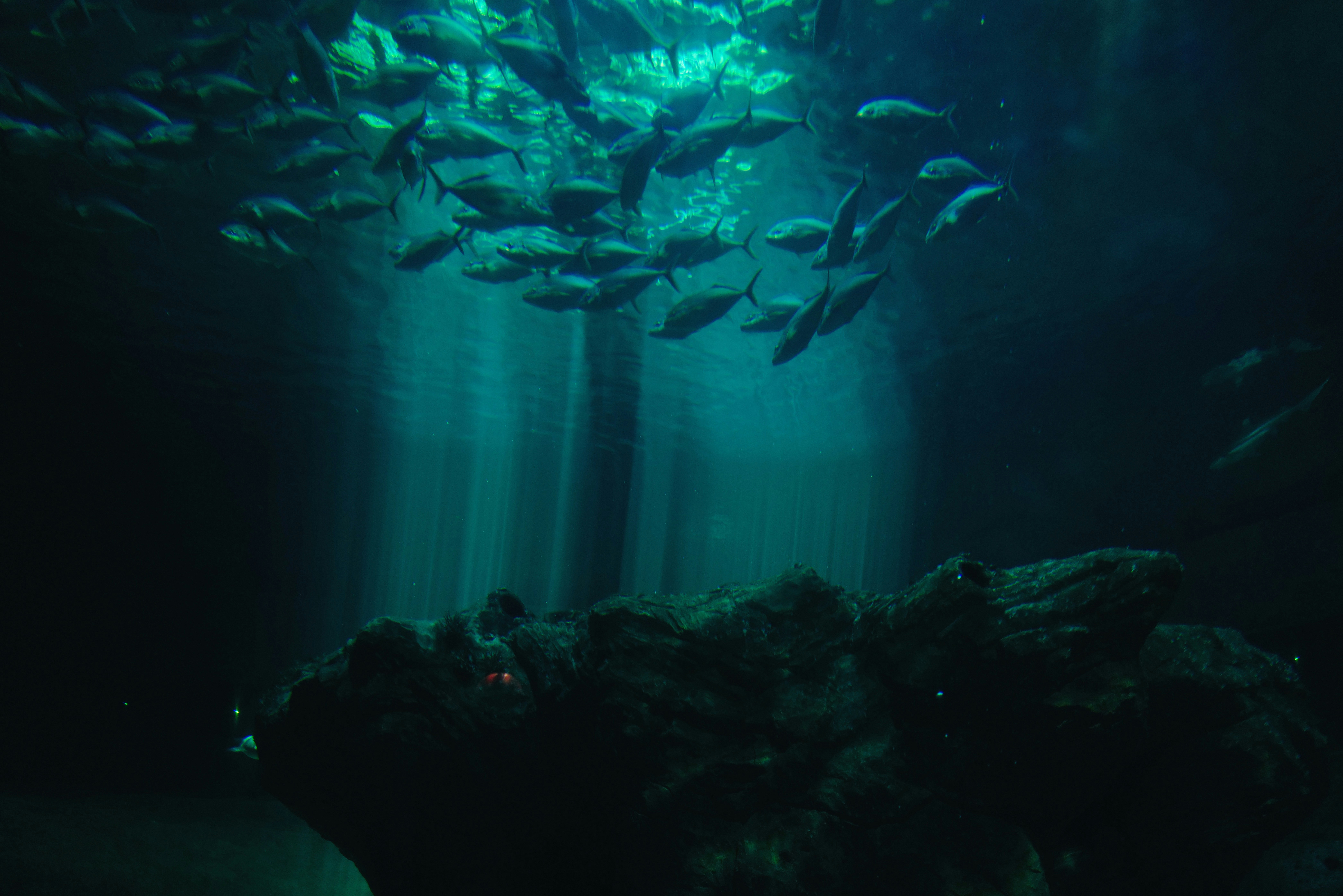 Underwater cavern scene with a school of fish swimming above rocky outcrops; subdued teal lighting highlights the rocky foreground and the water column.