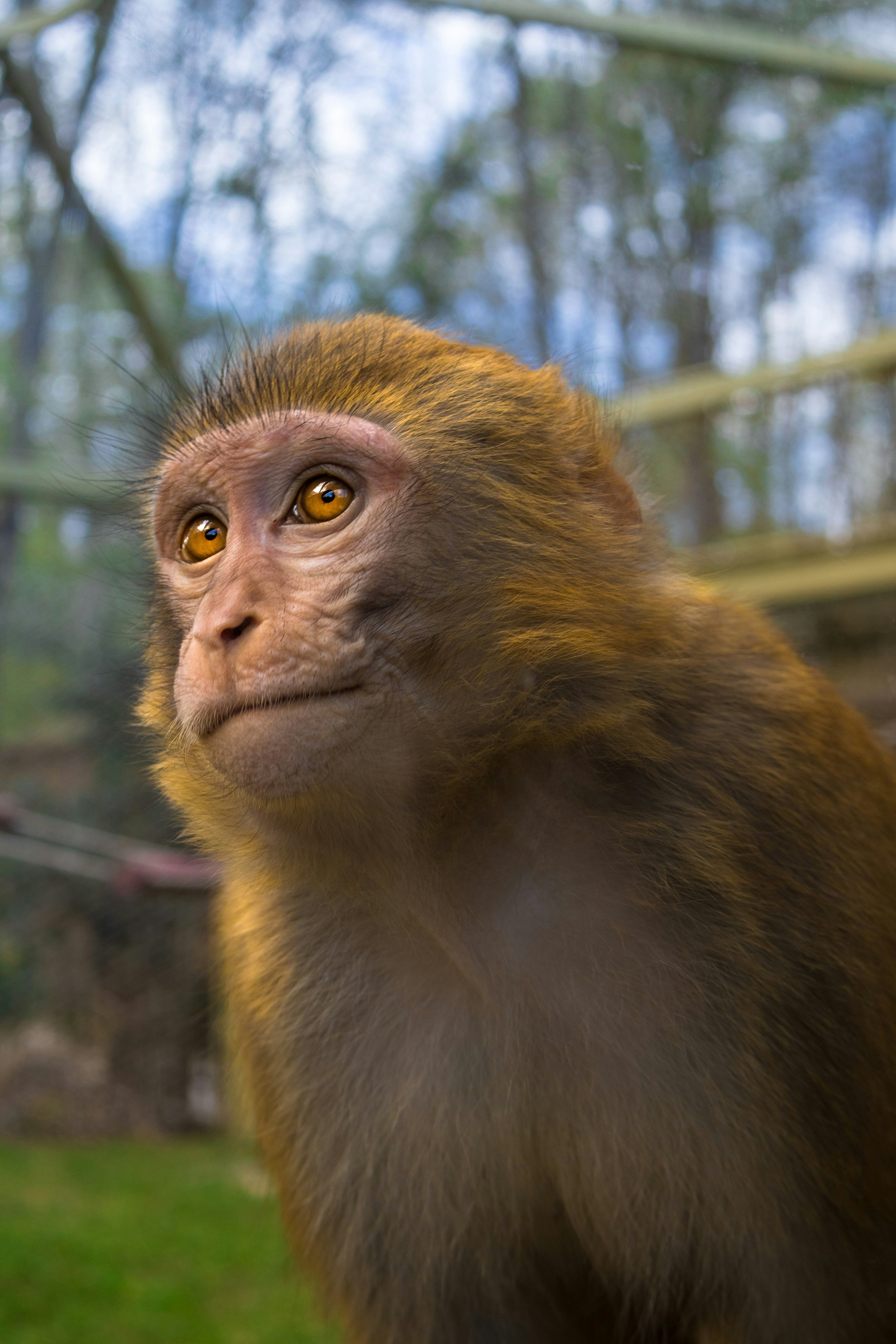 Curious Golden Gaze: Monkey Portrait in a Green Enclosure