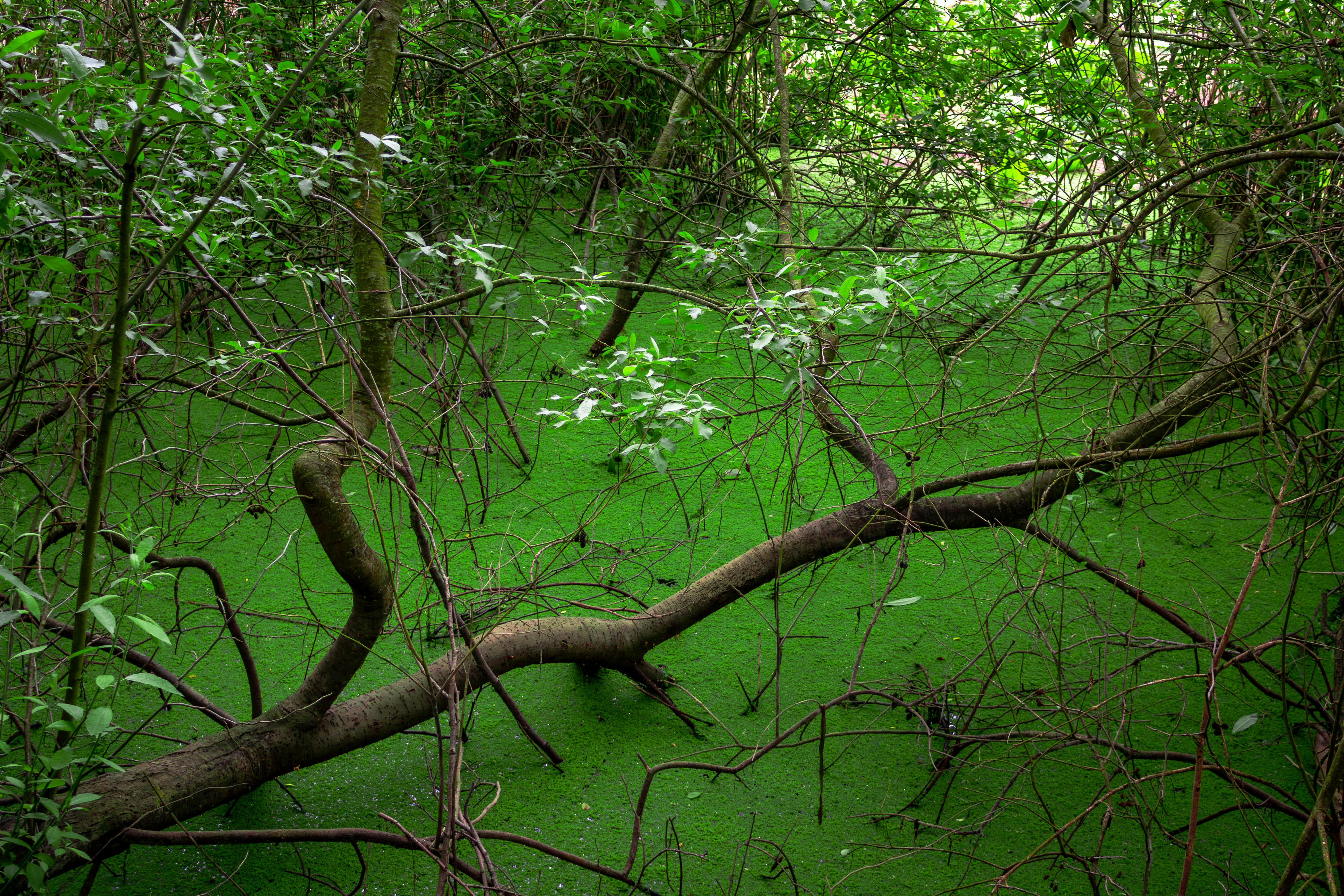 Verdant Riverbed within a Tangle: A Quiet Green Scene