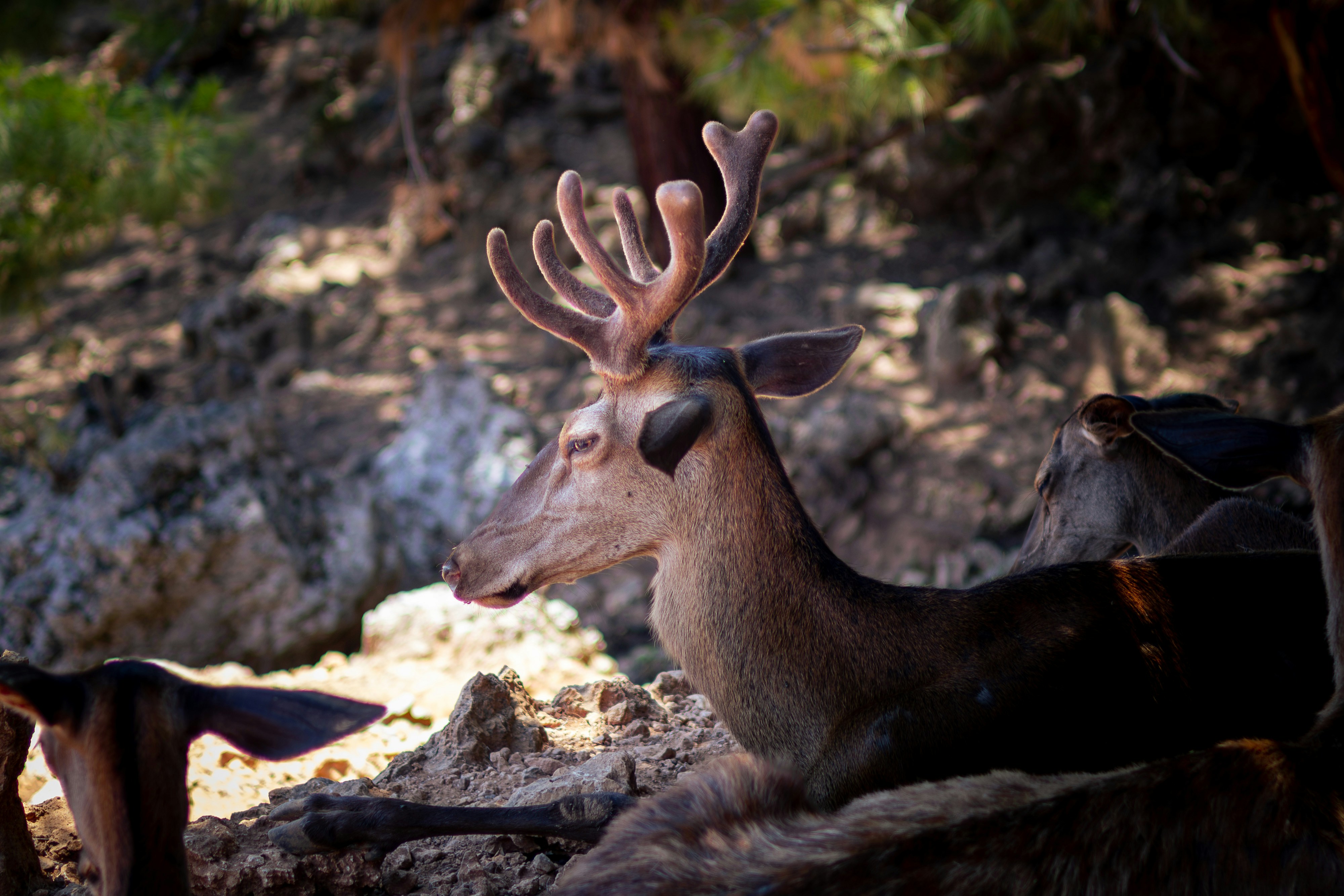 Antlered Stare in Dappled Light