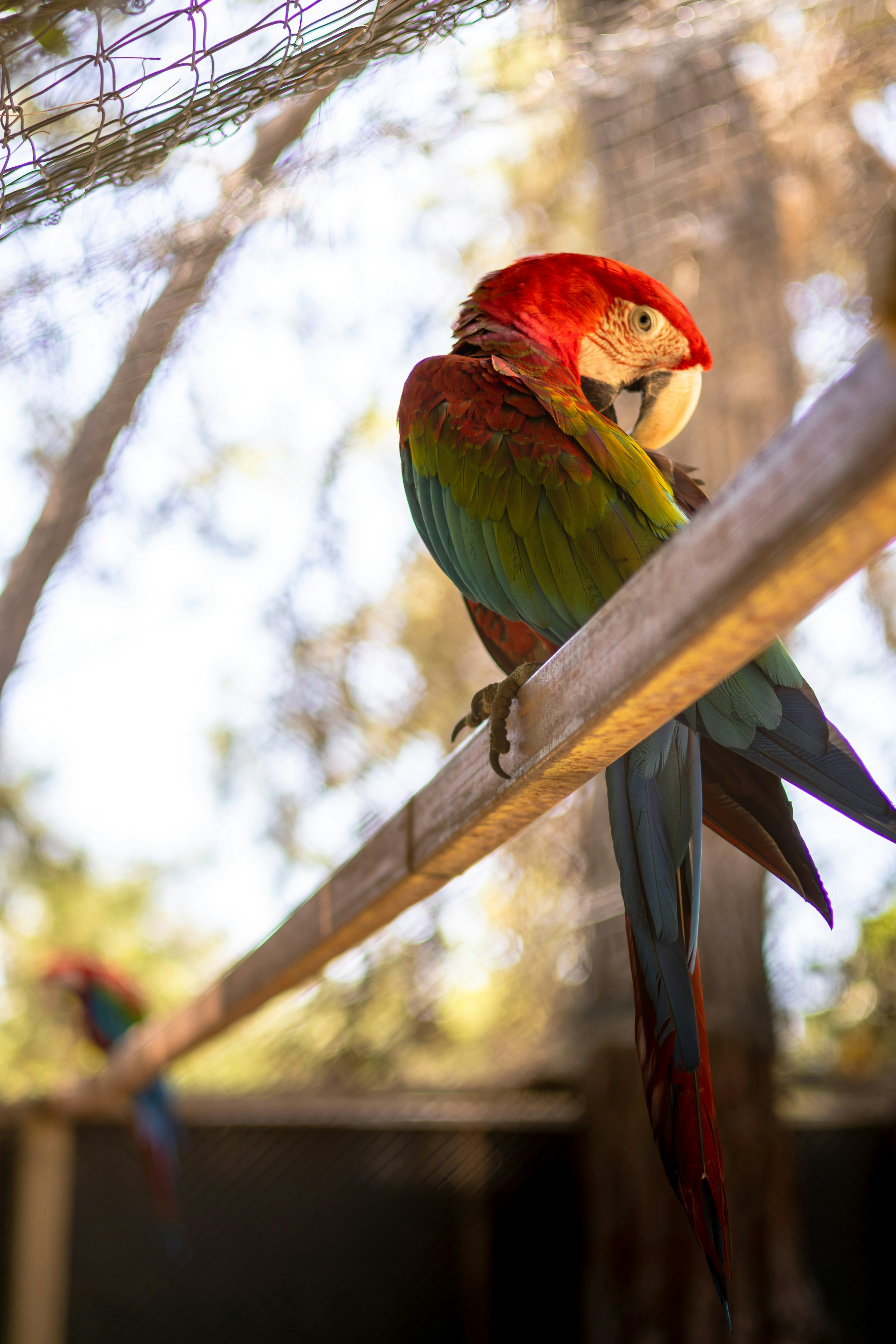 Crimson Crest on a Wooden Perch