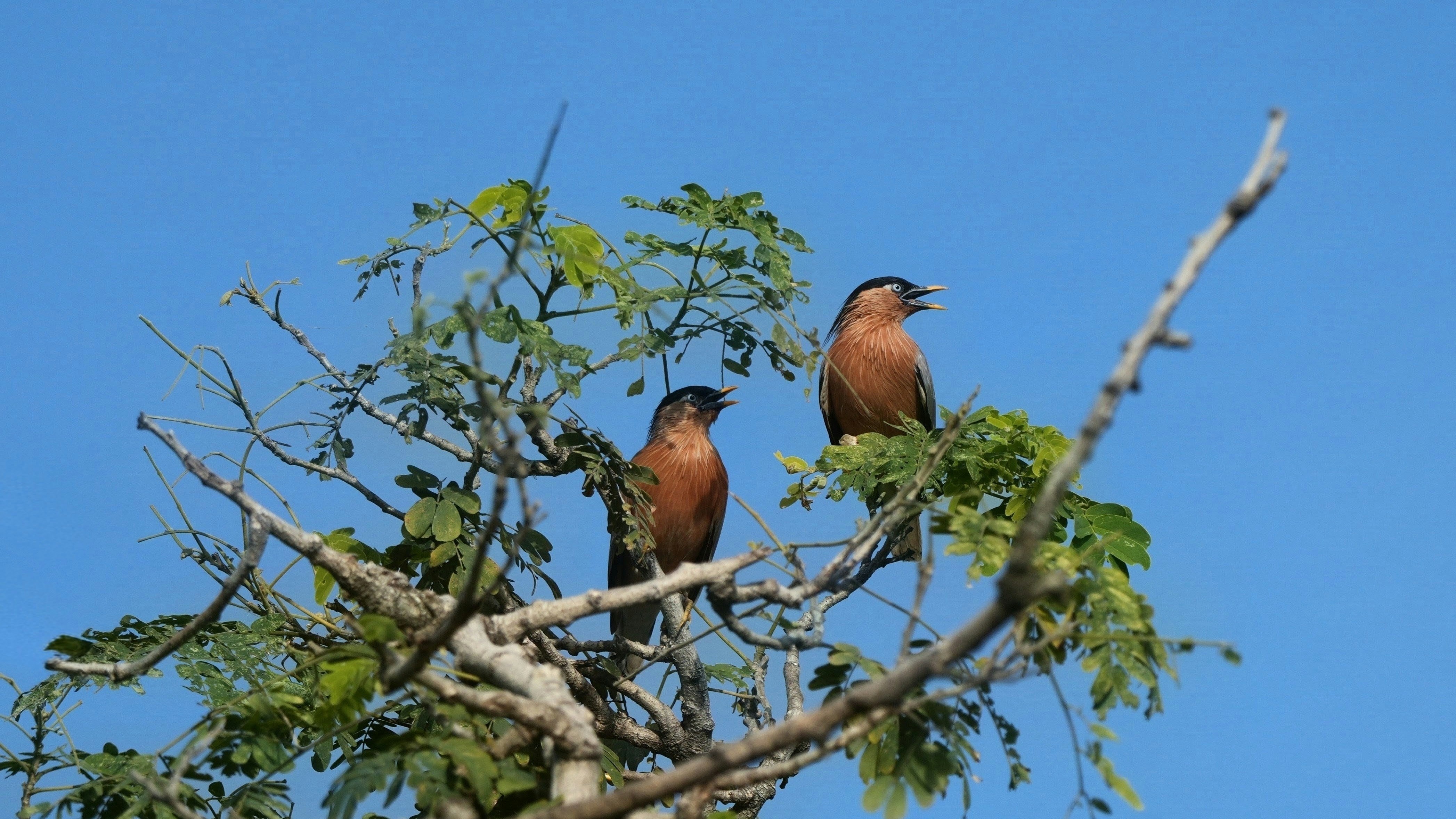 Perched Rusty-Red Songbirds Survey a Bright Sky