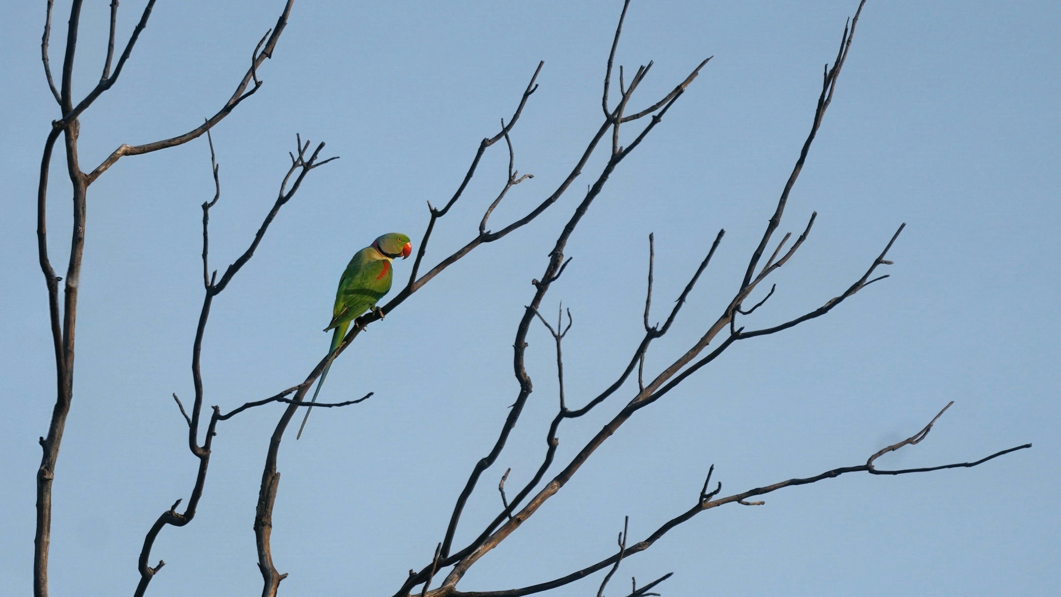 Emerald Beak in a Quiet Canopy