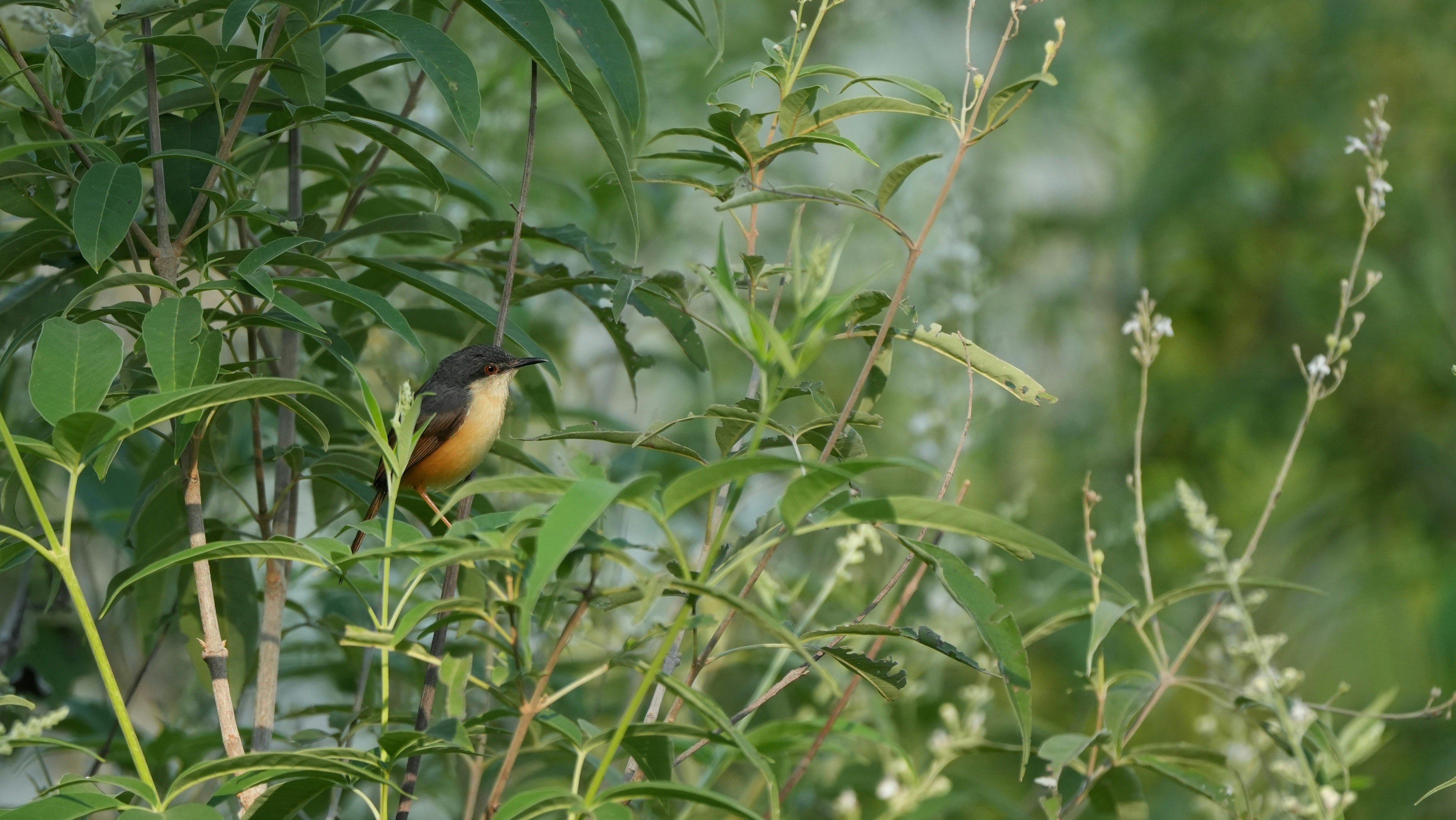 A small bird perches among dense green foliage, its orange breast contrasting with the leafy background. The shot highlights a natural habitat scene with a clear subject amidst plants.