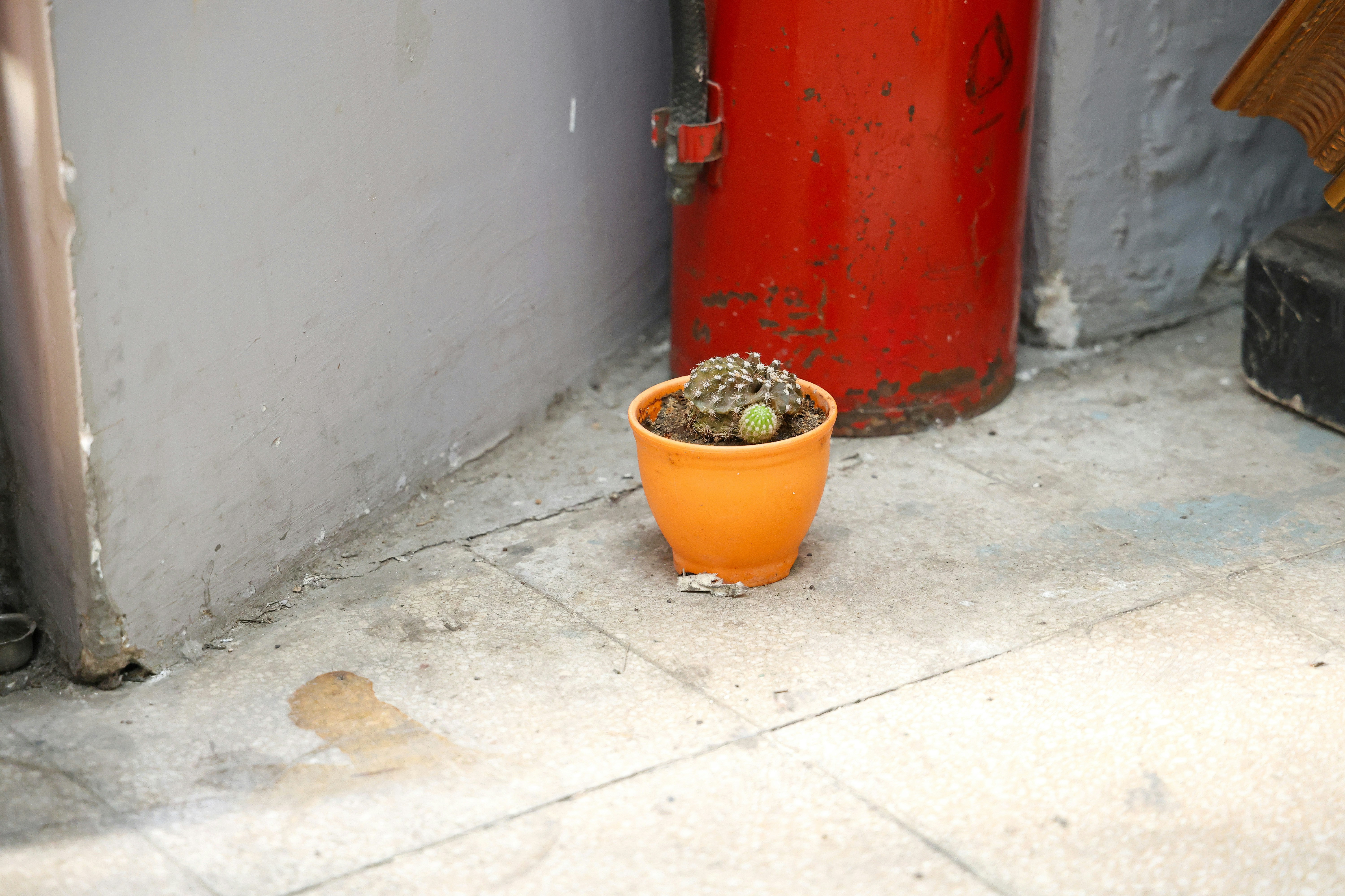 Tiny Terracotta Sentinel: A Cactus in the Concrete Frame