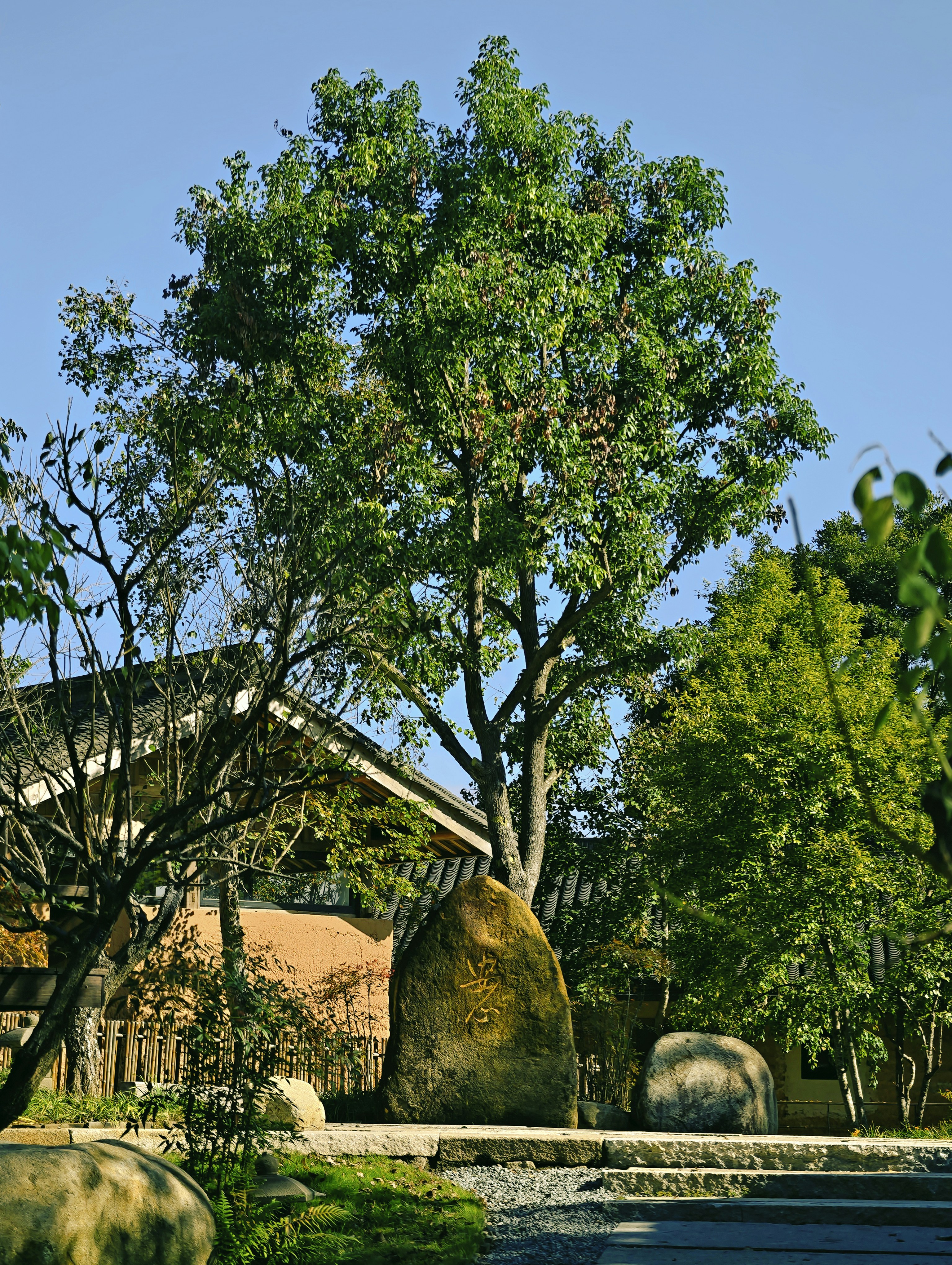 Sunny Courtyard Shrine: A Tall Tree Framed by Stone Monoliths