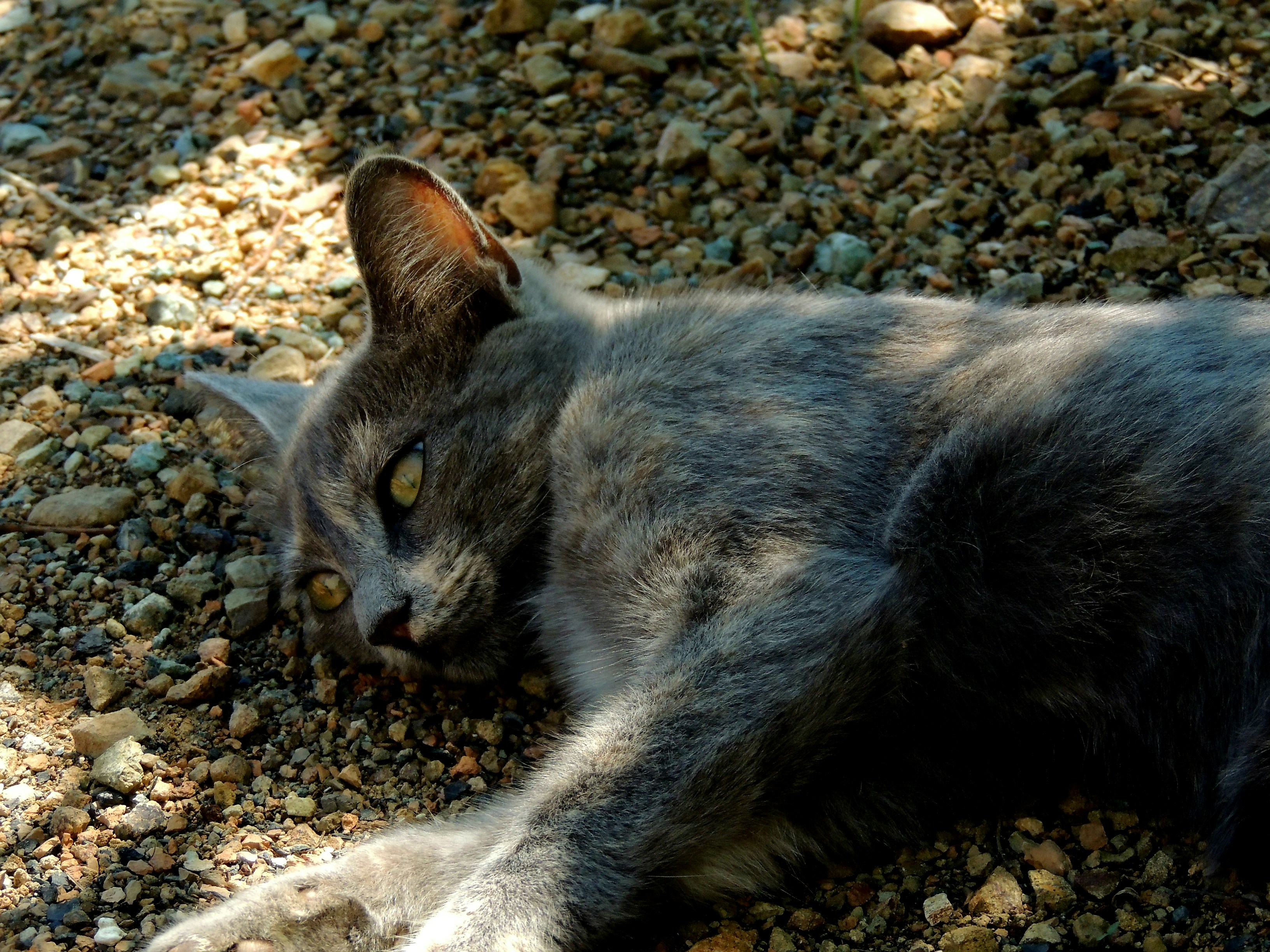 Lounge in the Gravel: A-gray Cat in Quiet Sunlight