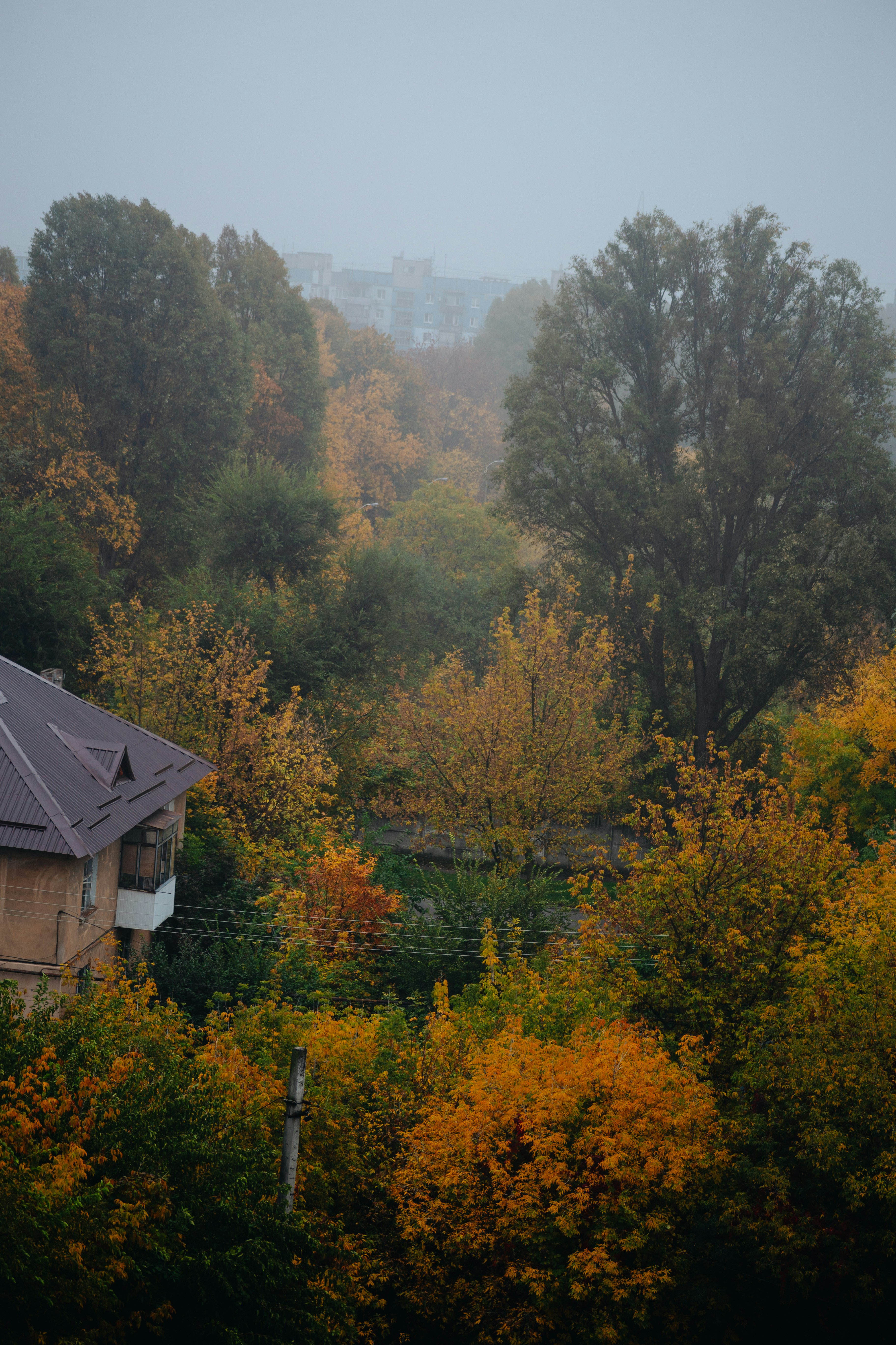 Autumn Canopy: A Quiet Riverside in Soft Focus