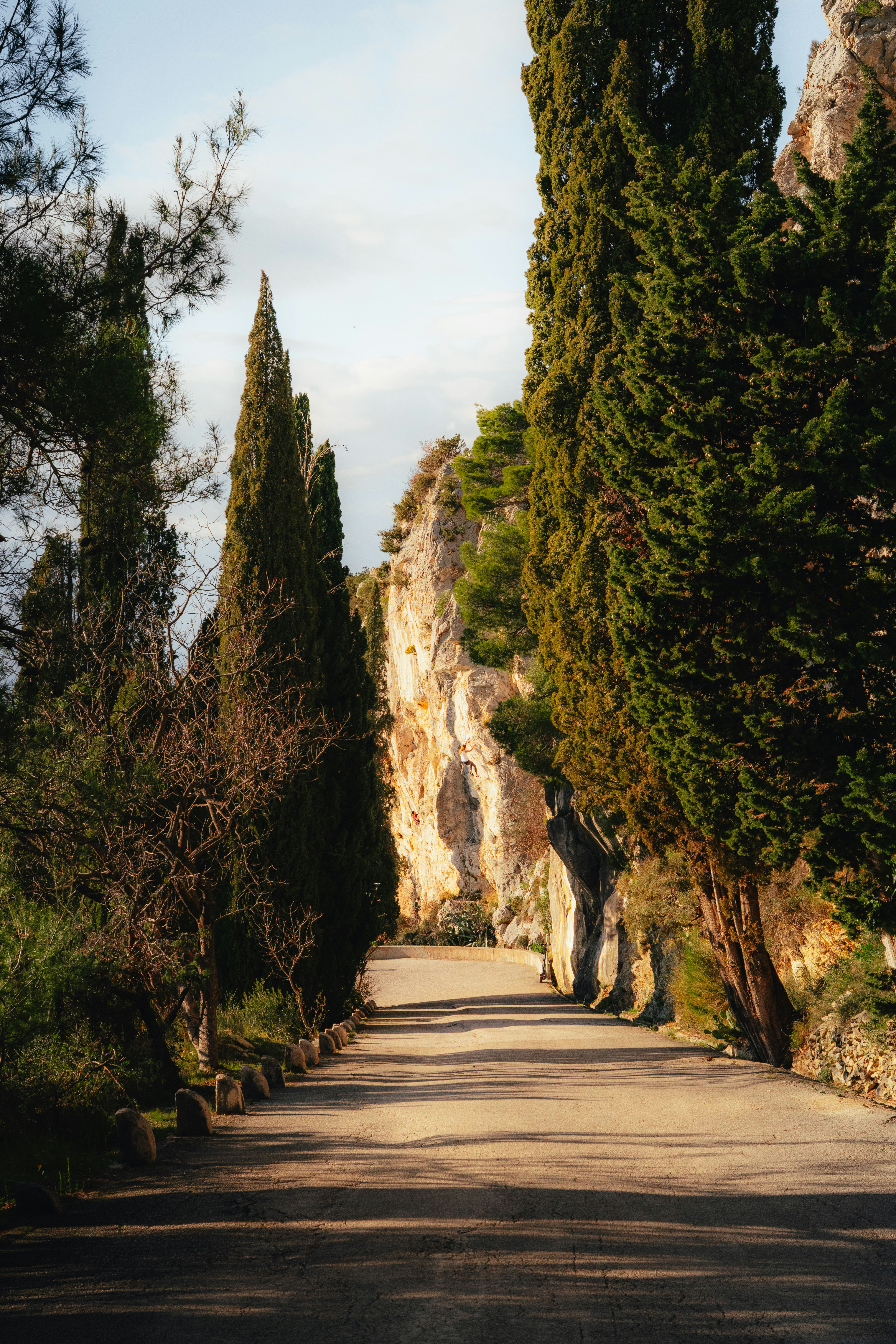 Sunlit road winds through a canyon of tall cypress and rocky cliffs, creating a tranquil, shaded corridor with dappled light on the path.