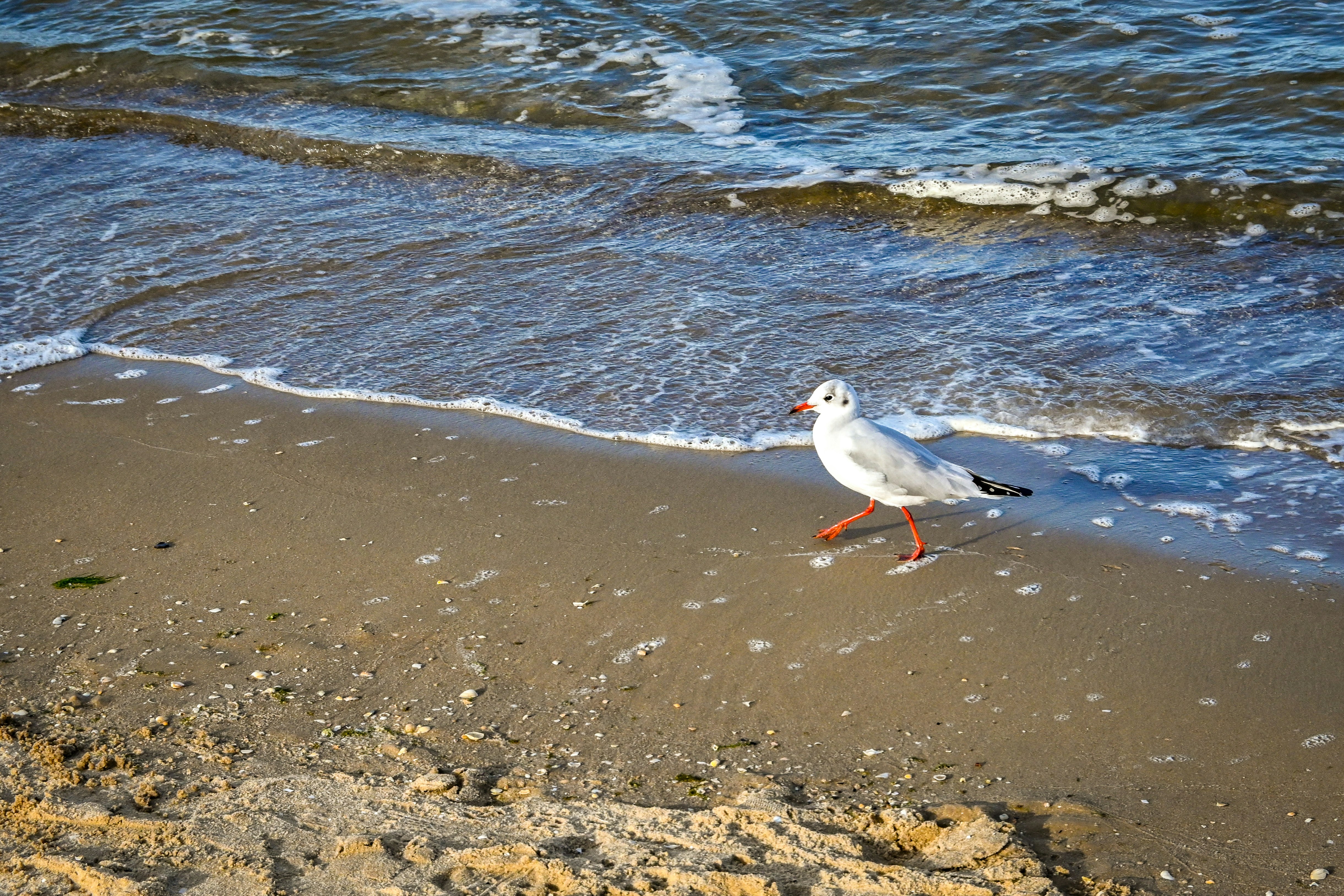 A lone gull with bright red legs walks along a sunlit beach where gentle waves meet sandy shore. The scene captures a calm coastal moment, with the bird as the focal point near the waterline.