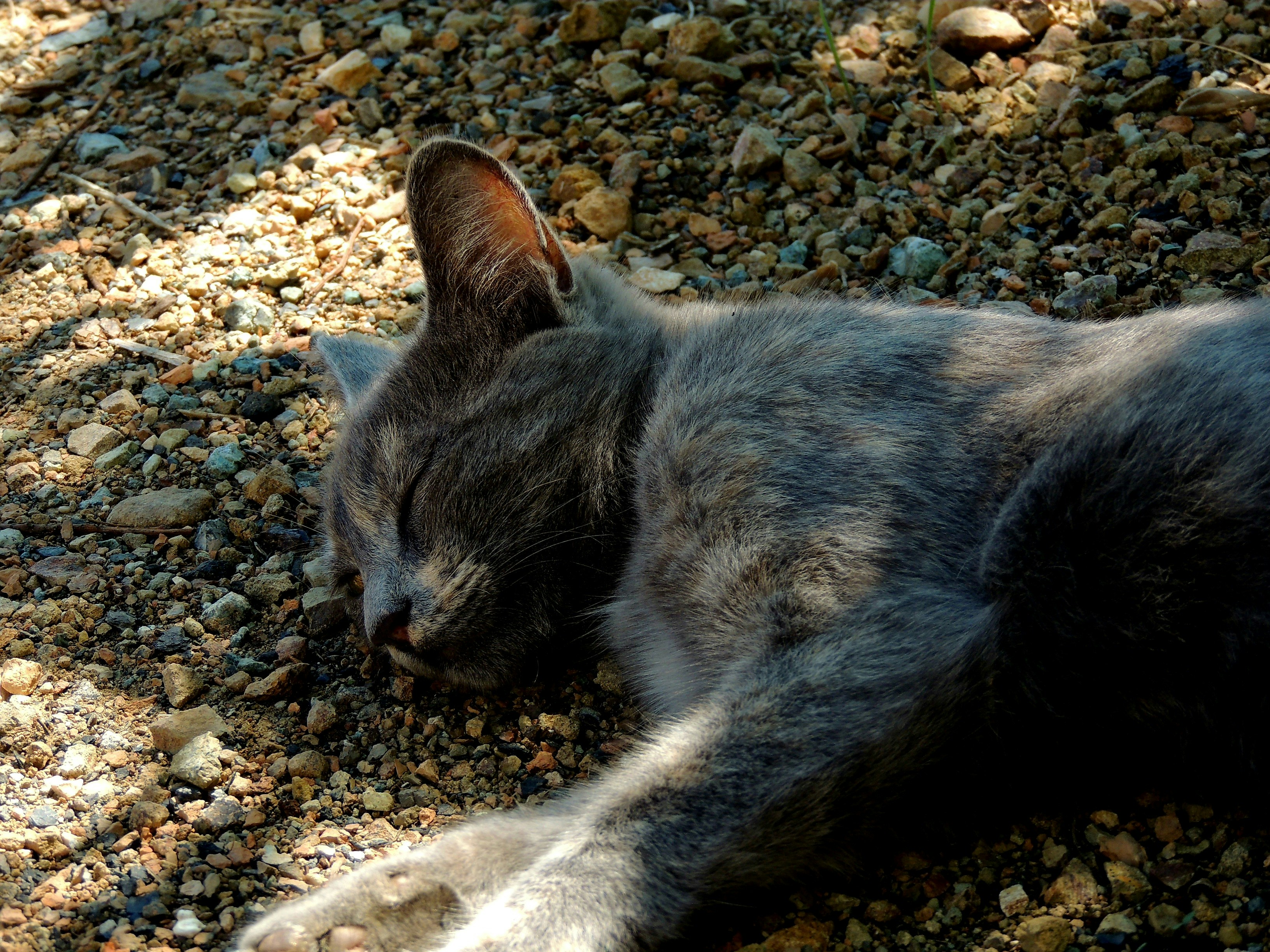 Sunlit Slumber: A Gray Cat Resting on Pebbled Ground