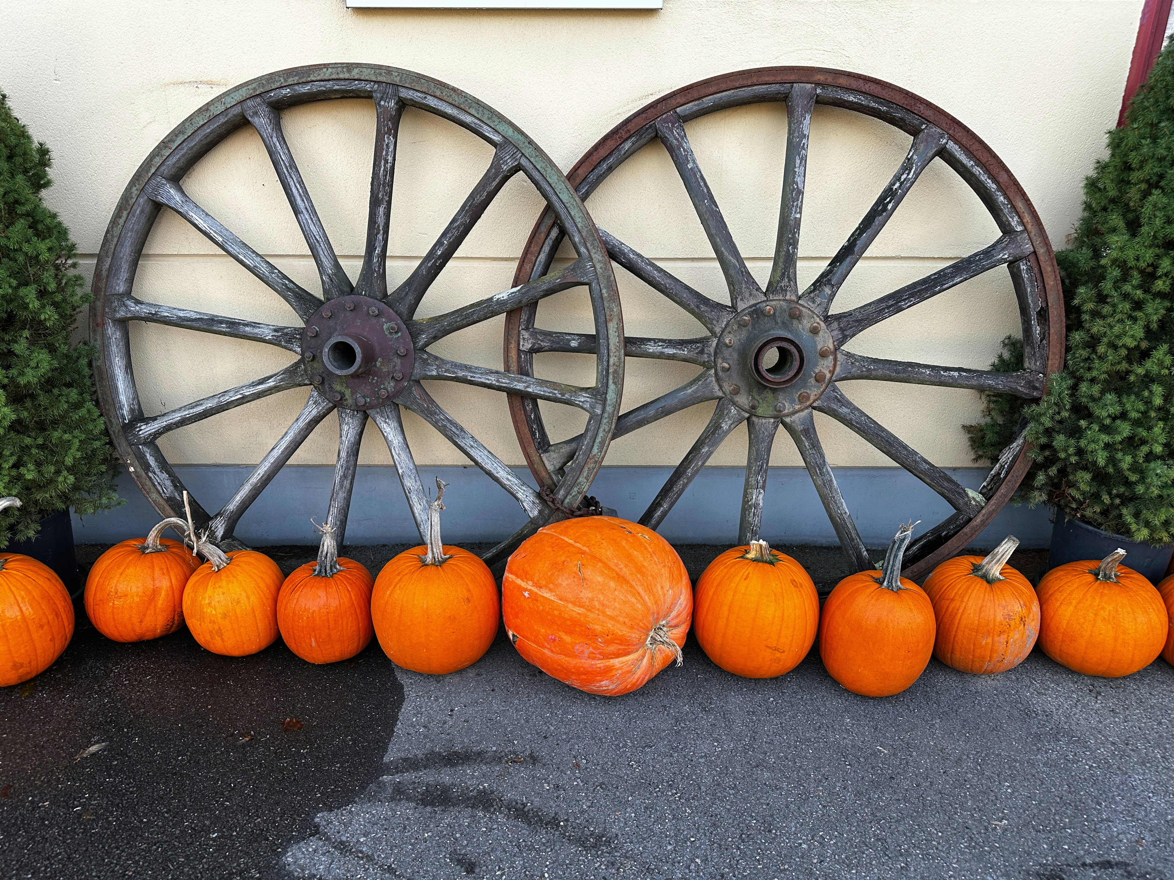 Row of bright pumpkins resting against old wagon wheels