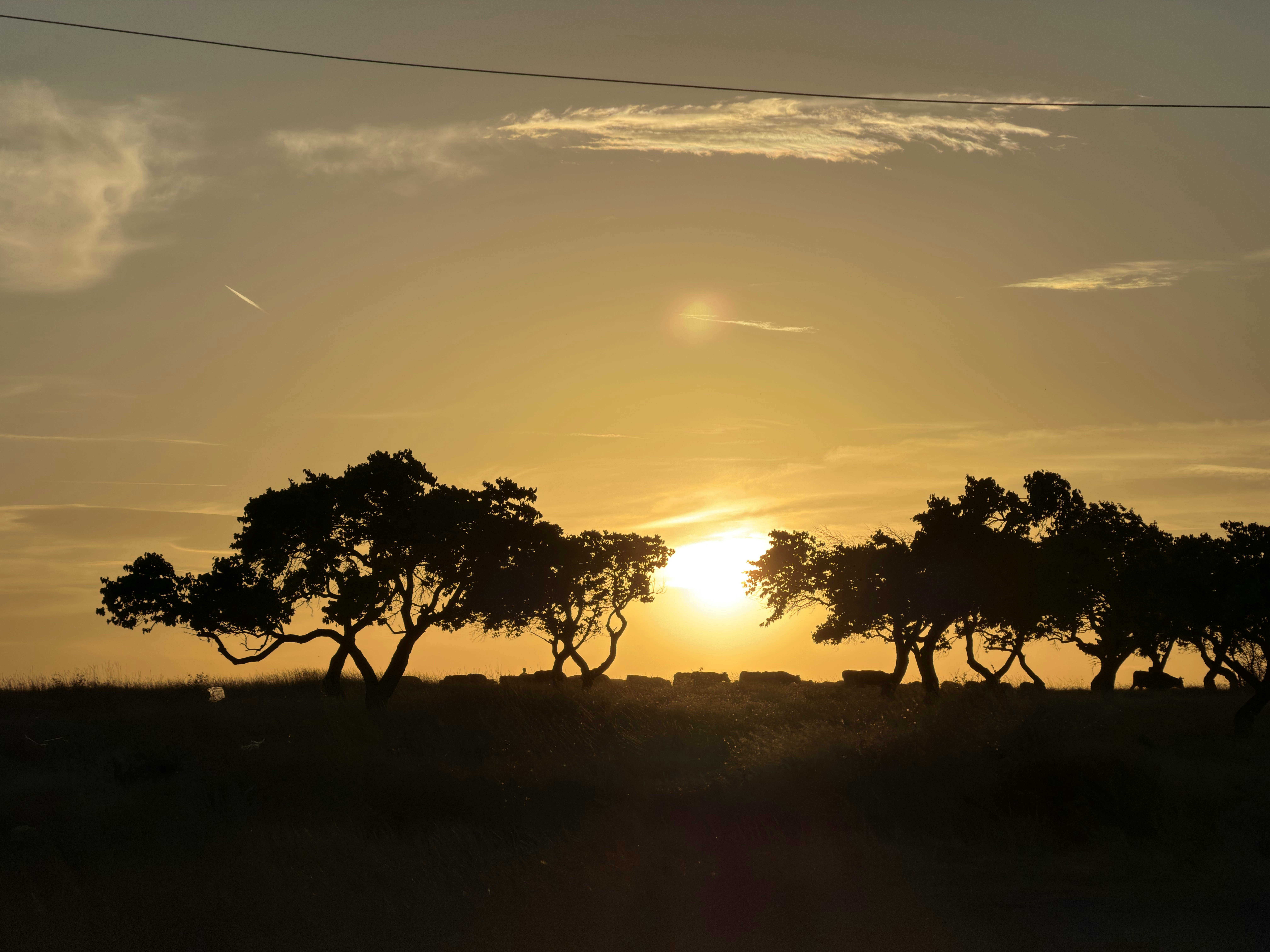 Silhouetted trees line the horizon at sunset, bathed in warm golden light with a low sun just above the land.