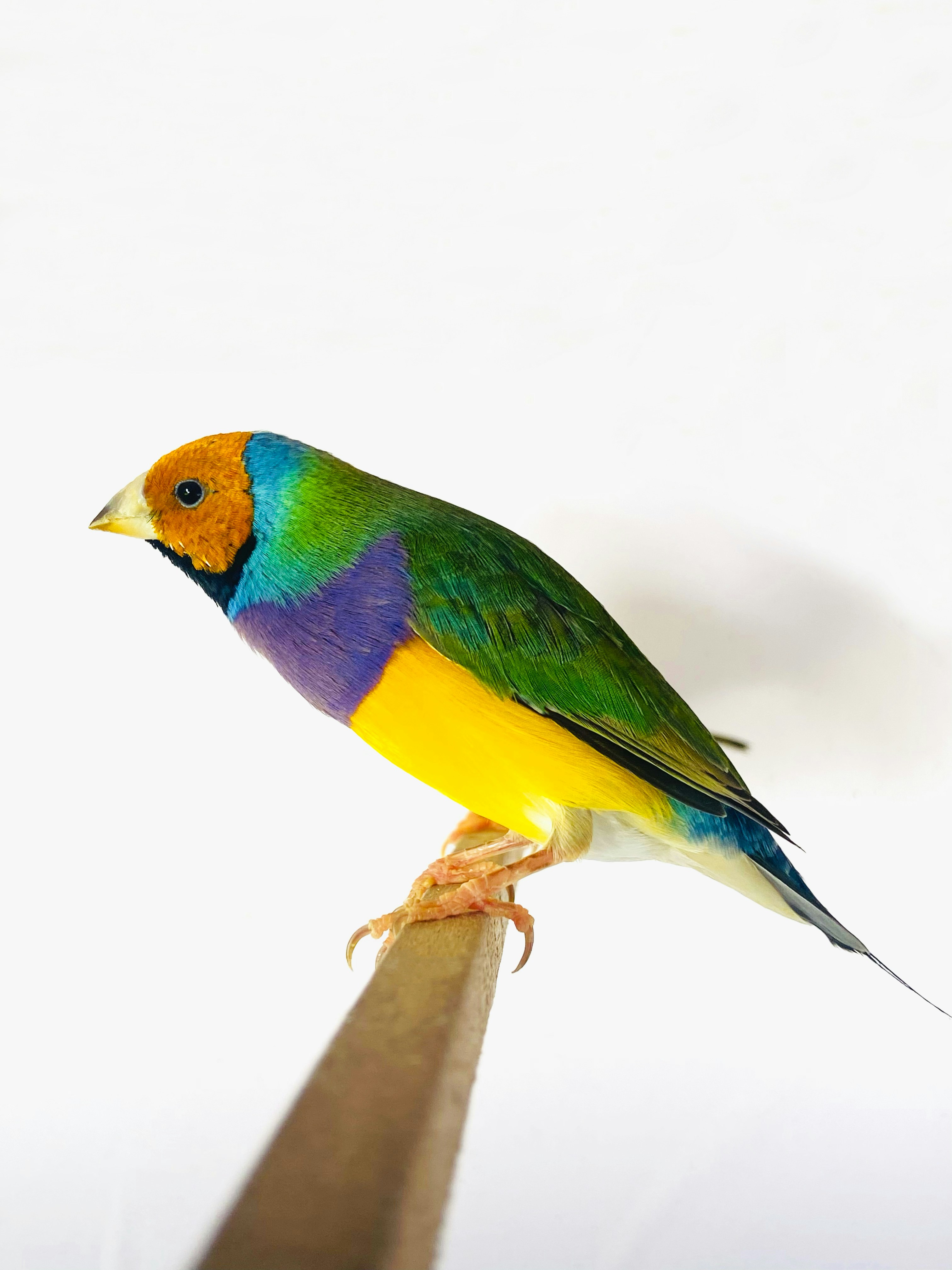 Colorburst Canary: A Rainbow Seated on a Rustic Beams