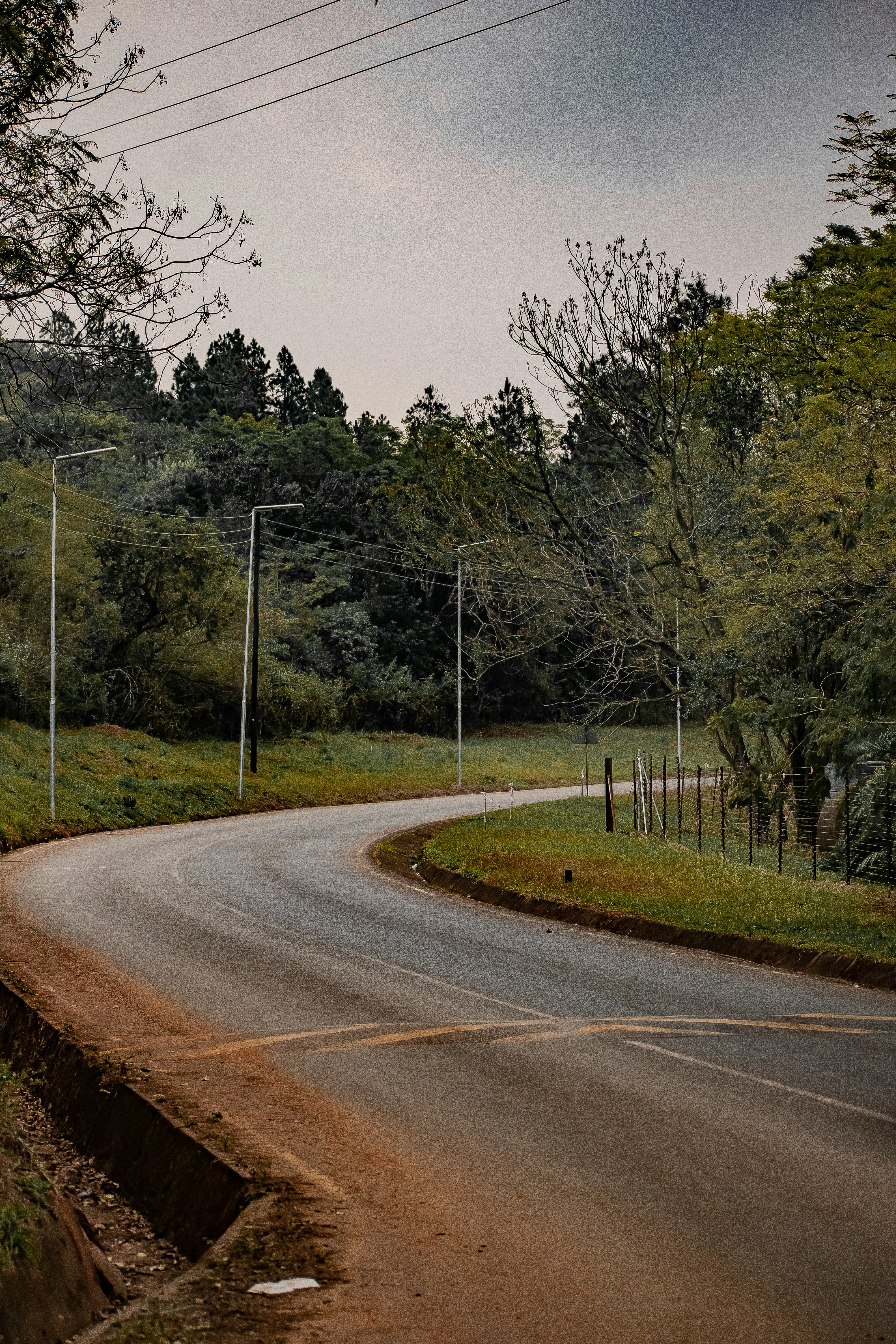 Winding Rural Road Opens into a Quiet Forest