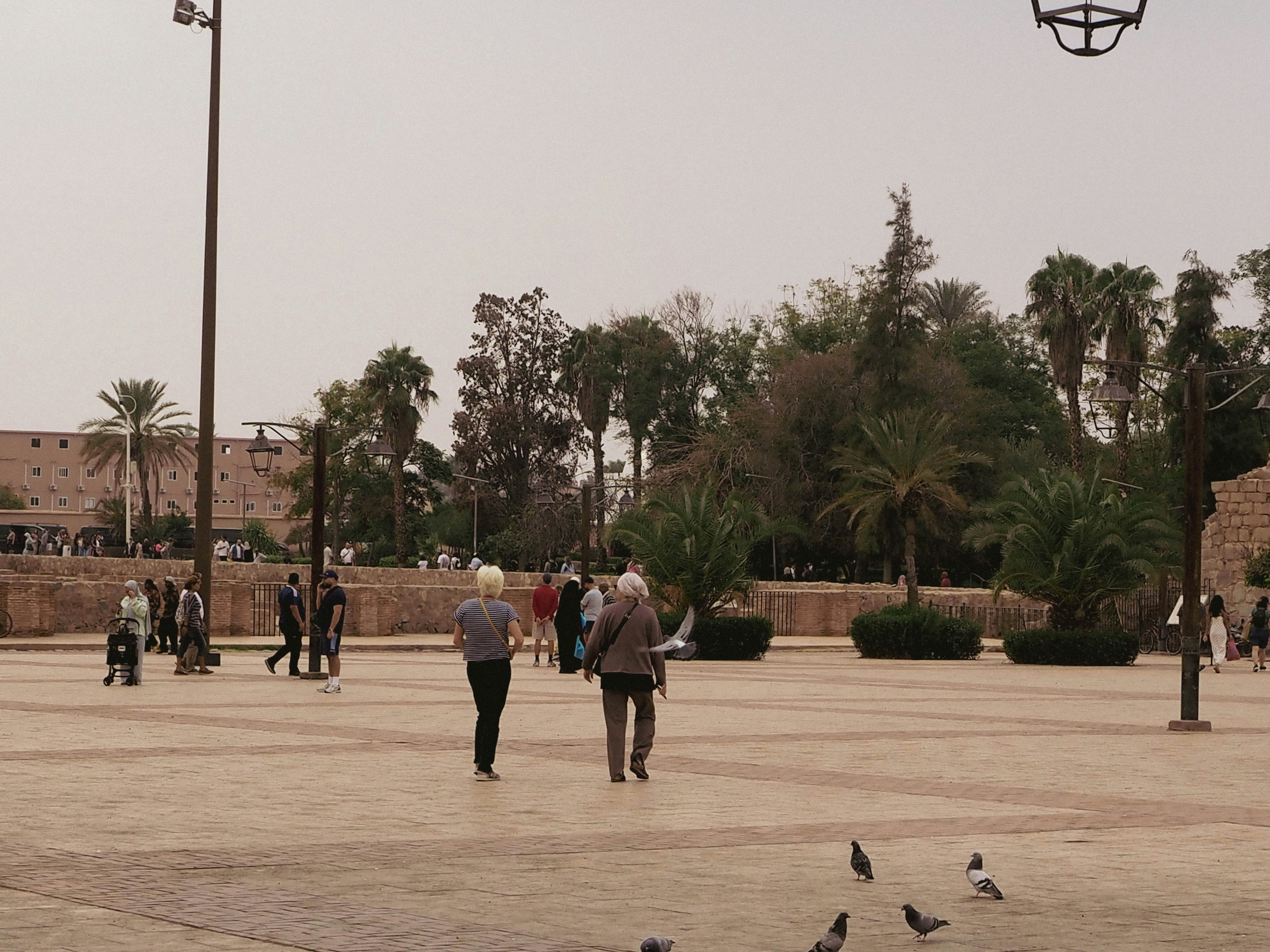 Stroll in the Sandstone Plaza: People, Palm Trees, and Pigeons