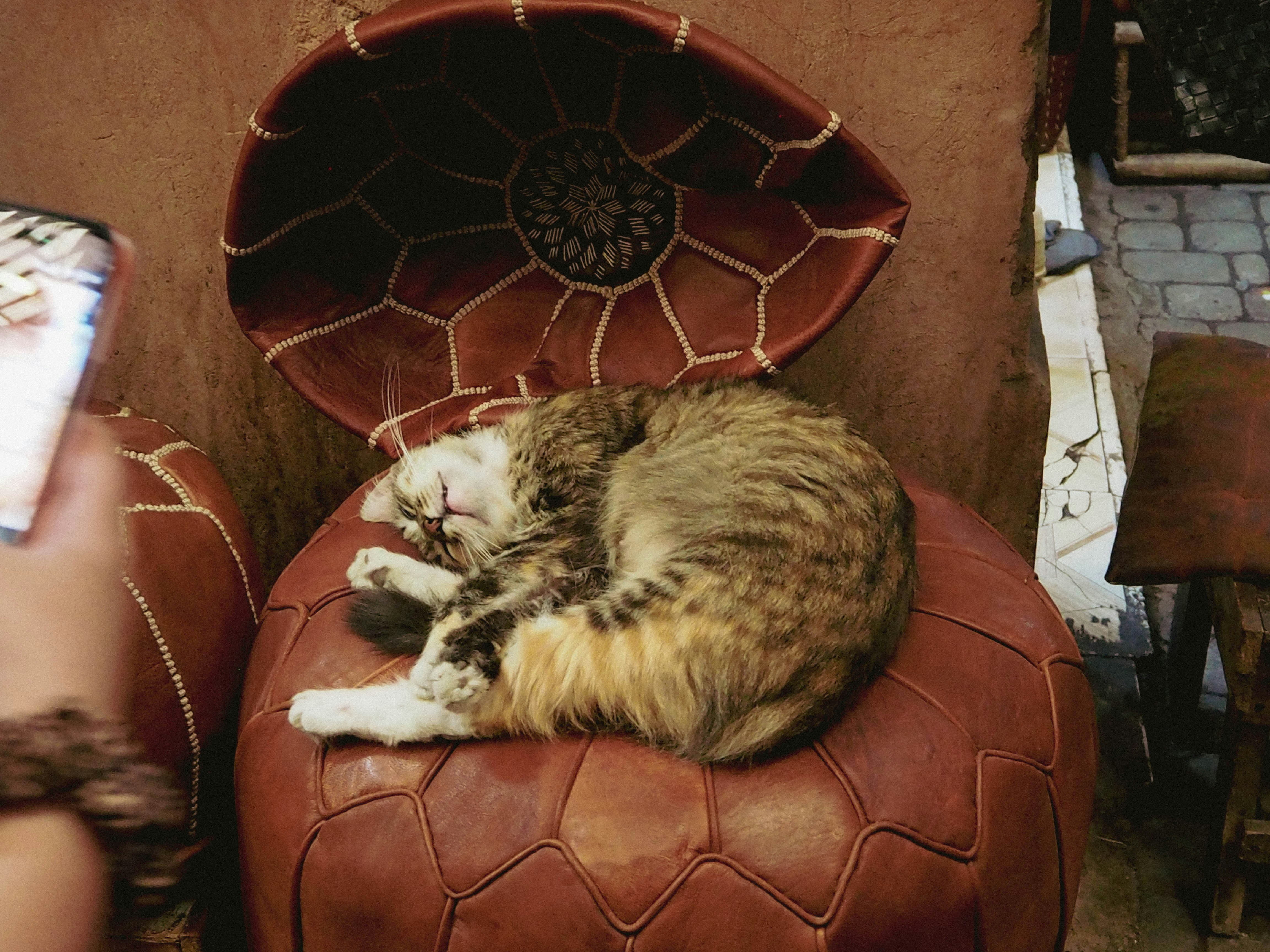 Catnap on Leather Seat: Sunlit Quiet in a Cozy Corner