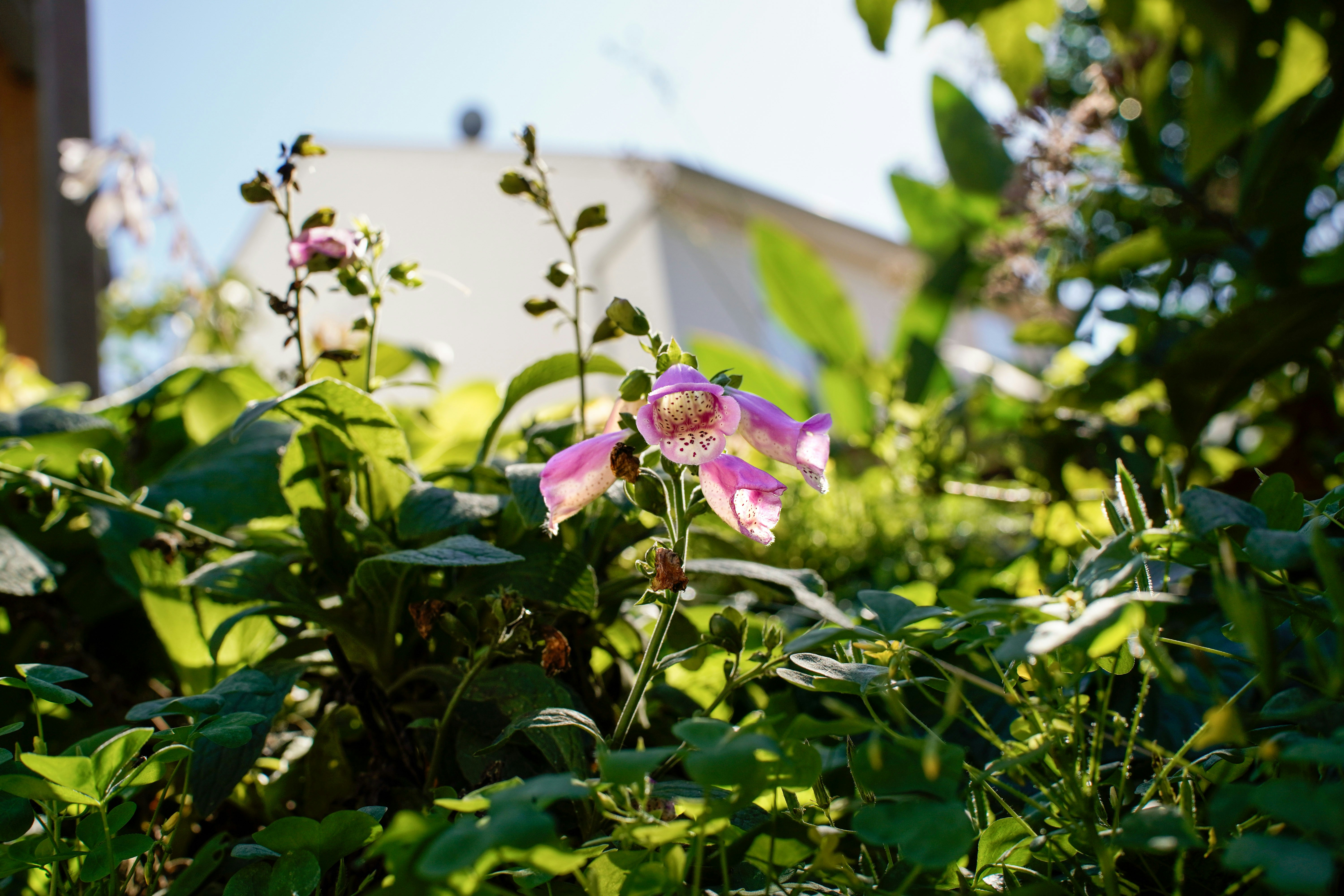 Pink foxglove bloom amid sunlit foliage against a suburban backdrop