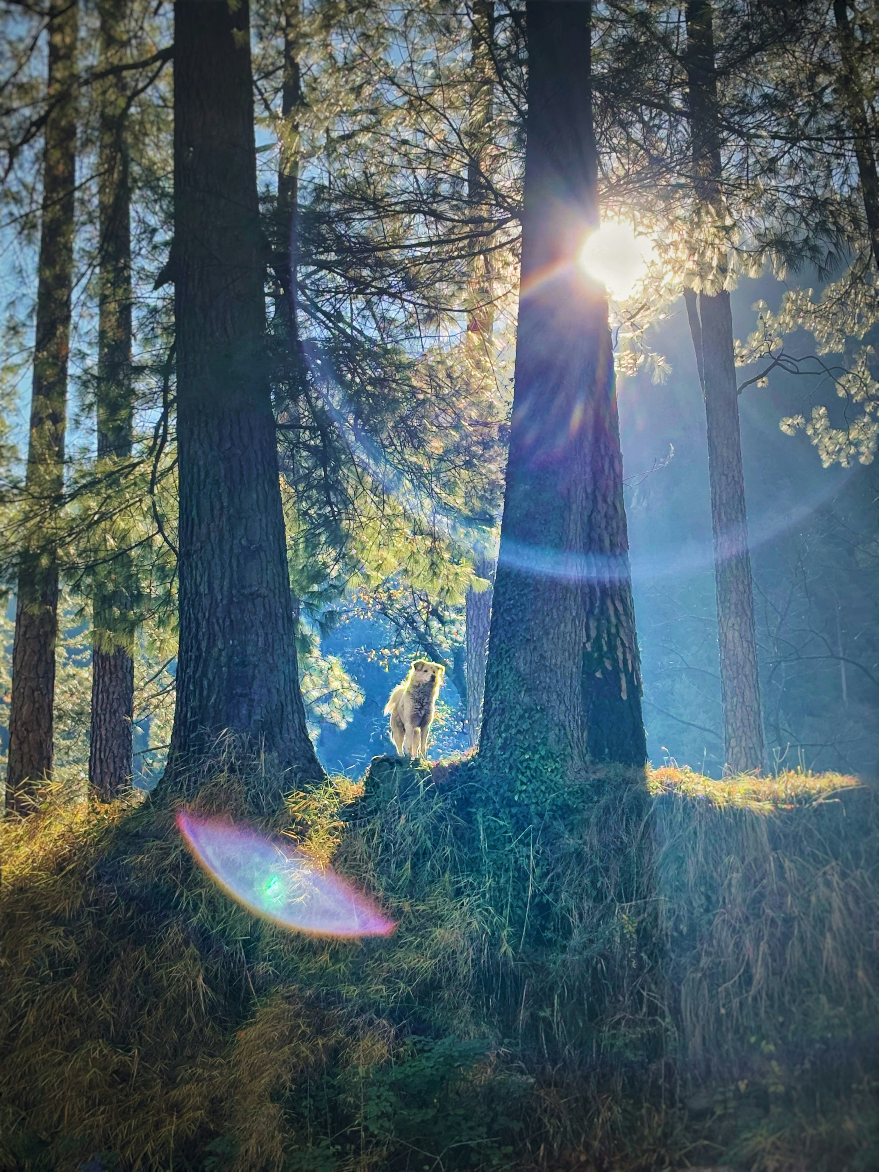 Light on the Ridge: A lone wolf in the sunlit pines