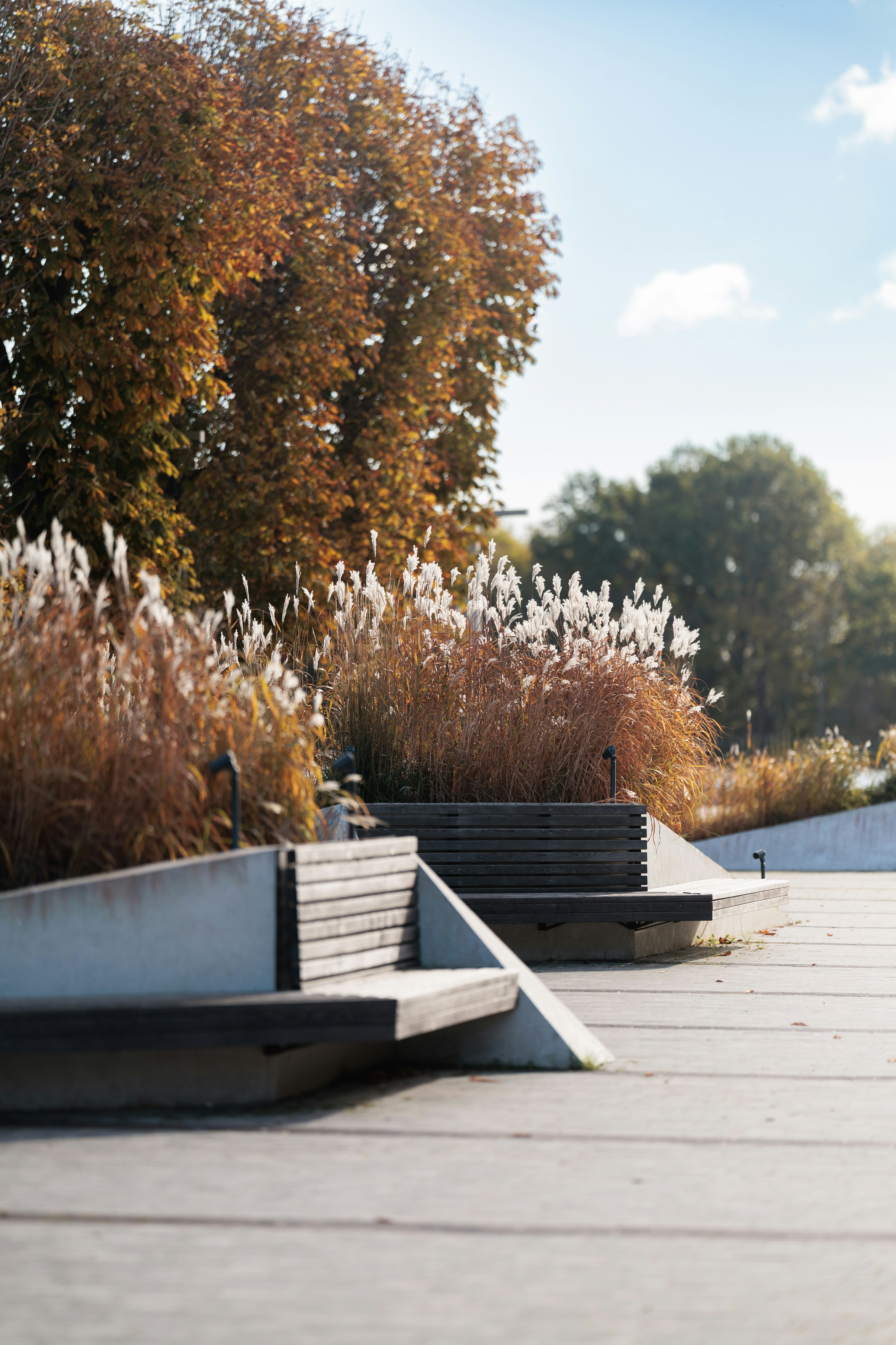 Autumn Steps: Quiet Boardwalk Framed by Reeds and Dusk-Soft Light