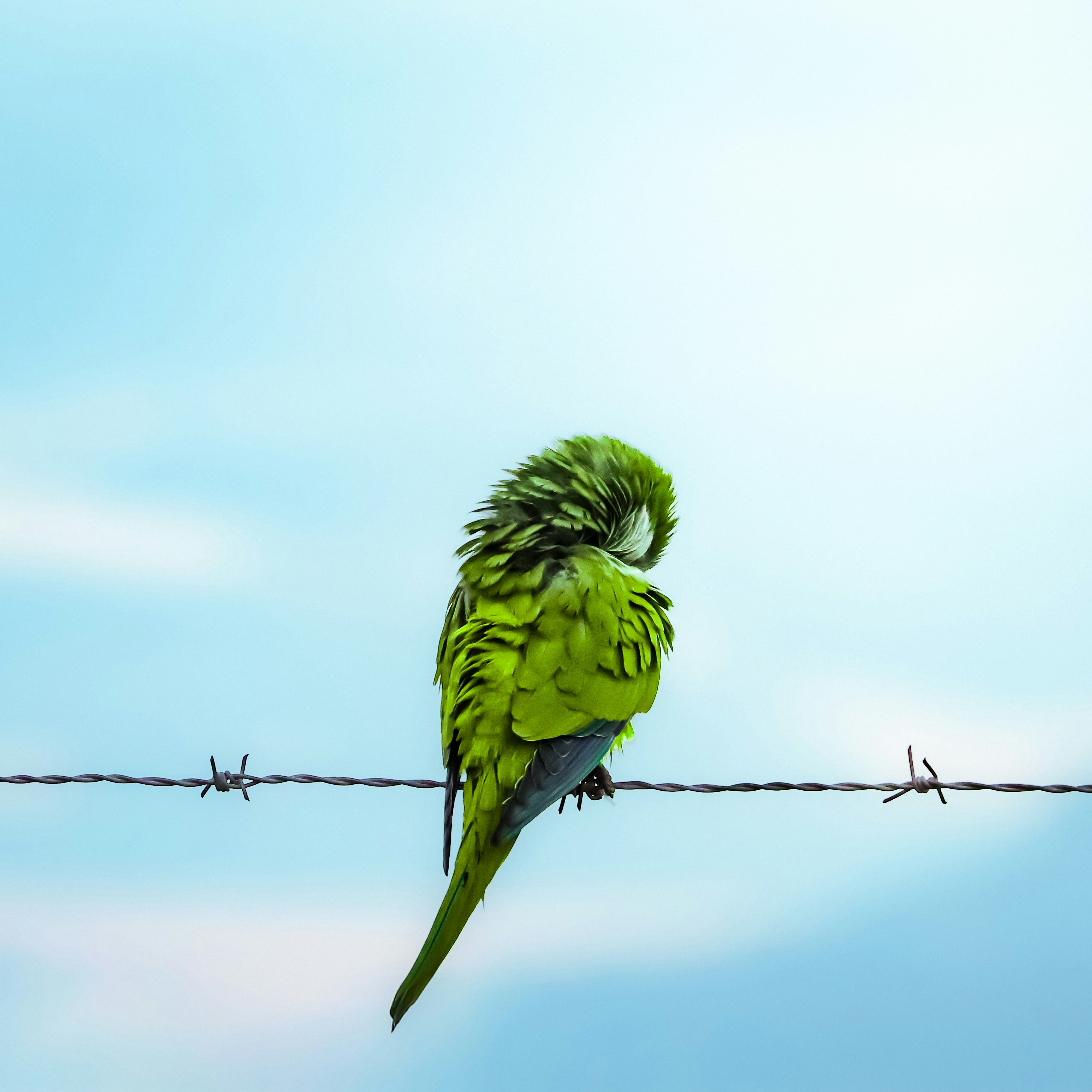 Bright green parrot perched on a barbed wire against a pale blue sky, showcasing vibrant plumage and a calm, tucked head pose. The scene emphasizes a single subject with open negative space around.