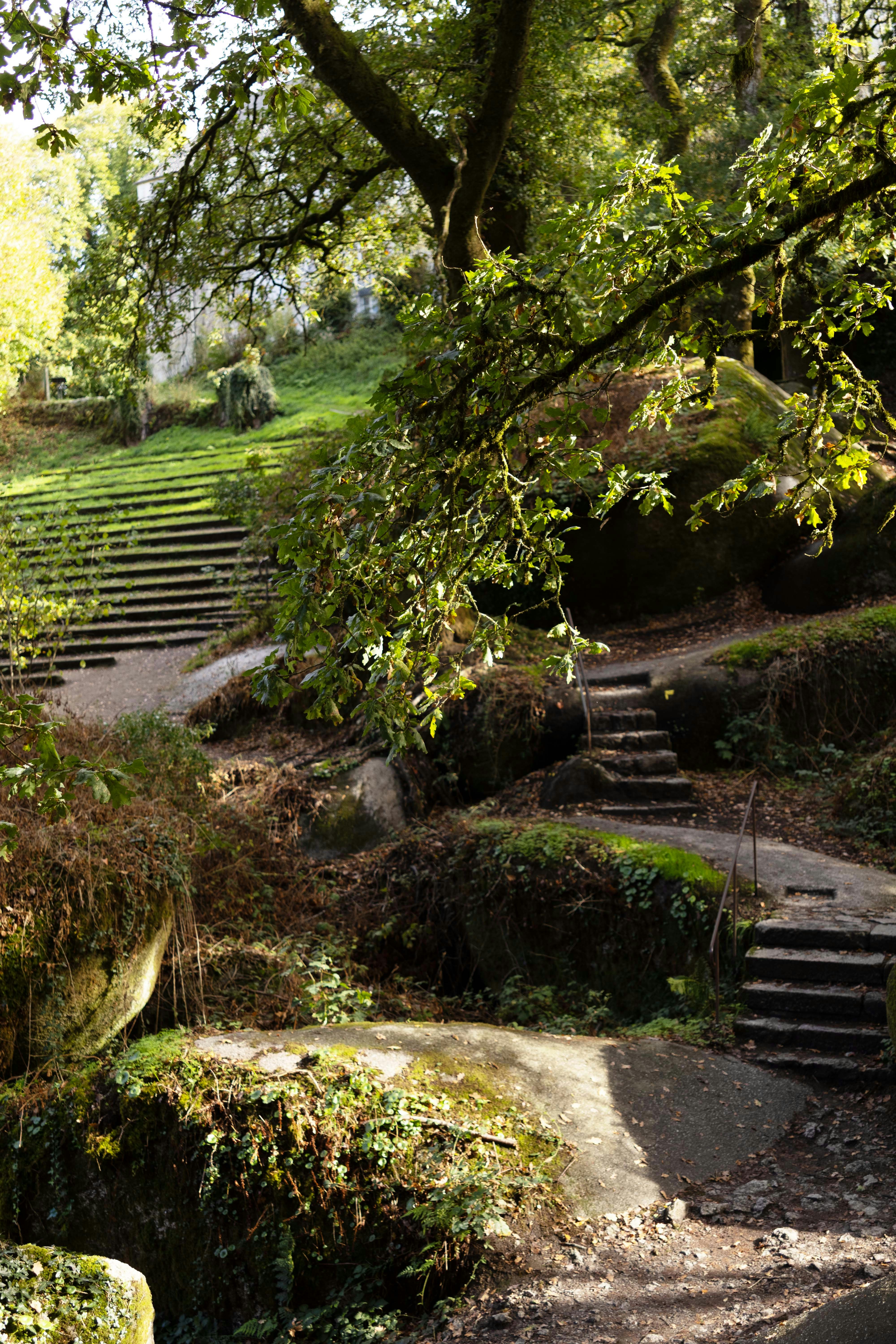 Sunlit garden with mossy stone steps and a winding path framed by overhanging branches.