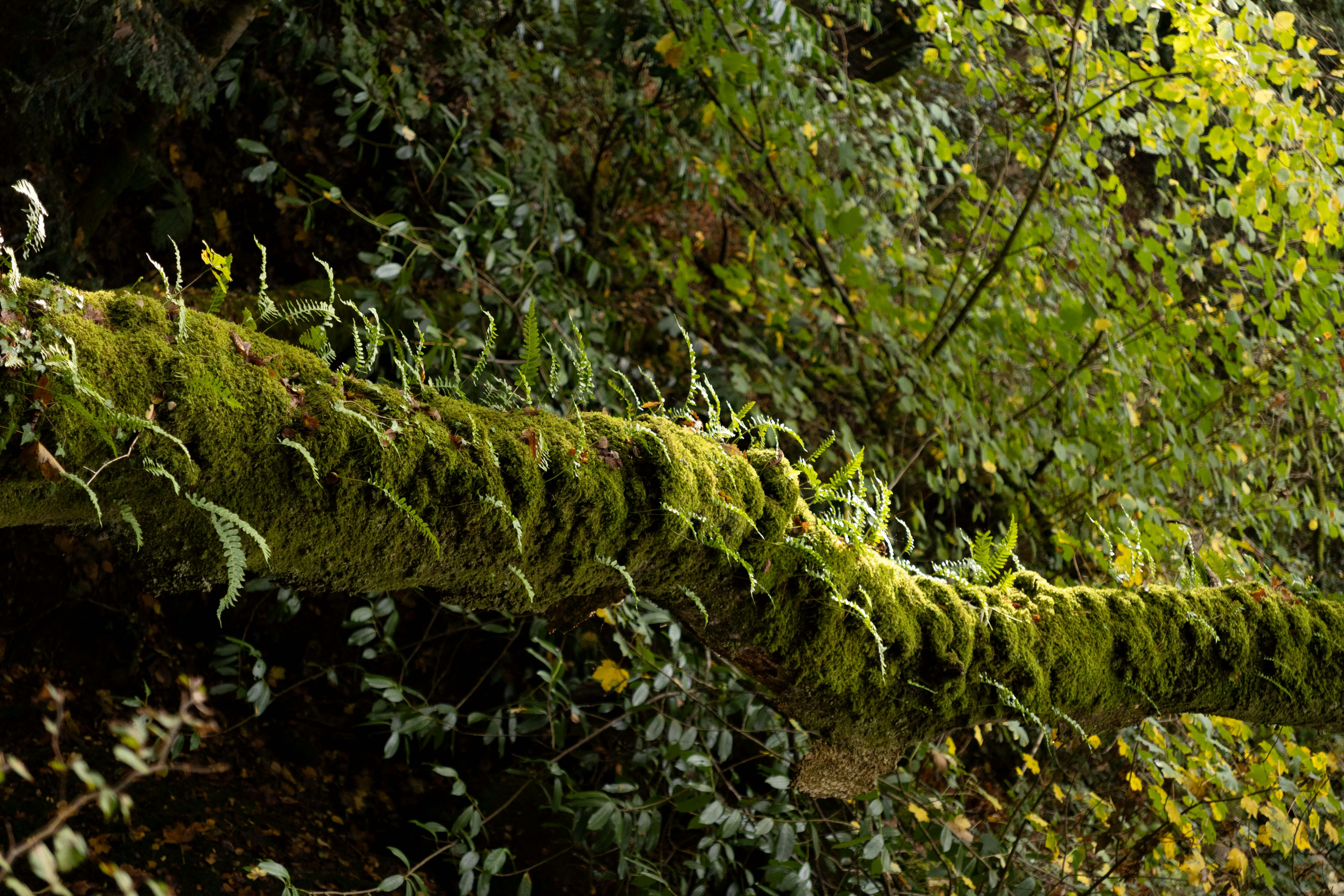  Moss-Clad Log in a Quiet Green Understory