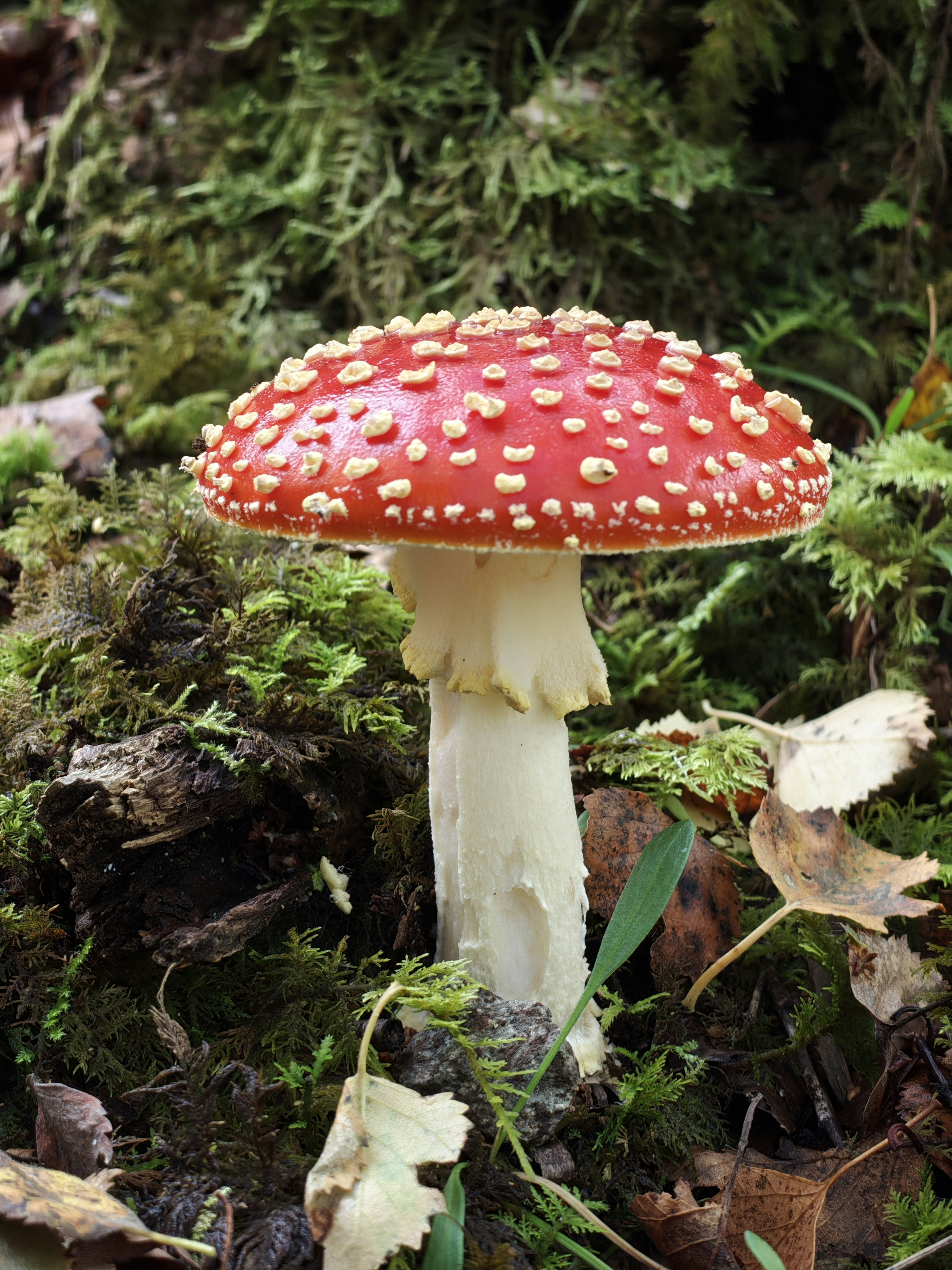 Red-capped Amanita Crowned by Forest Green
