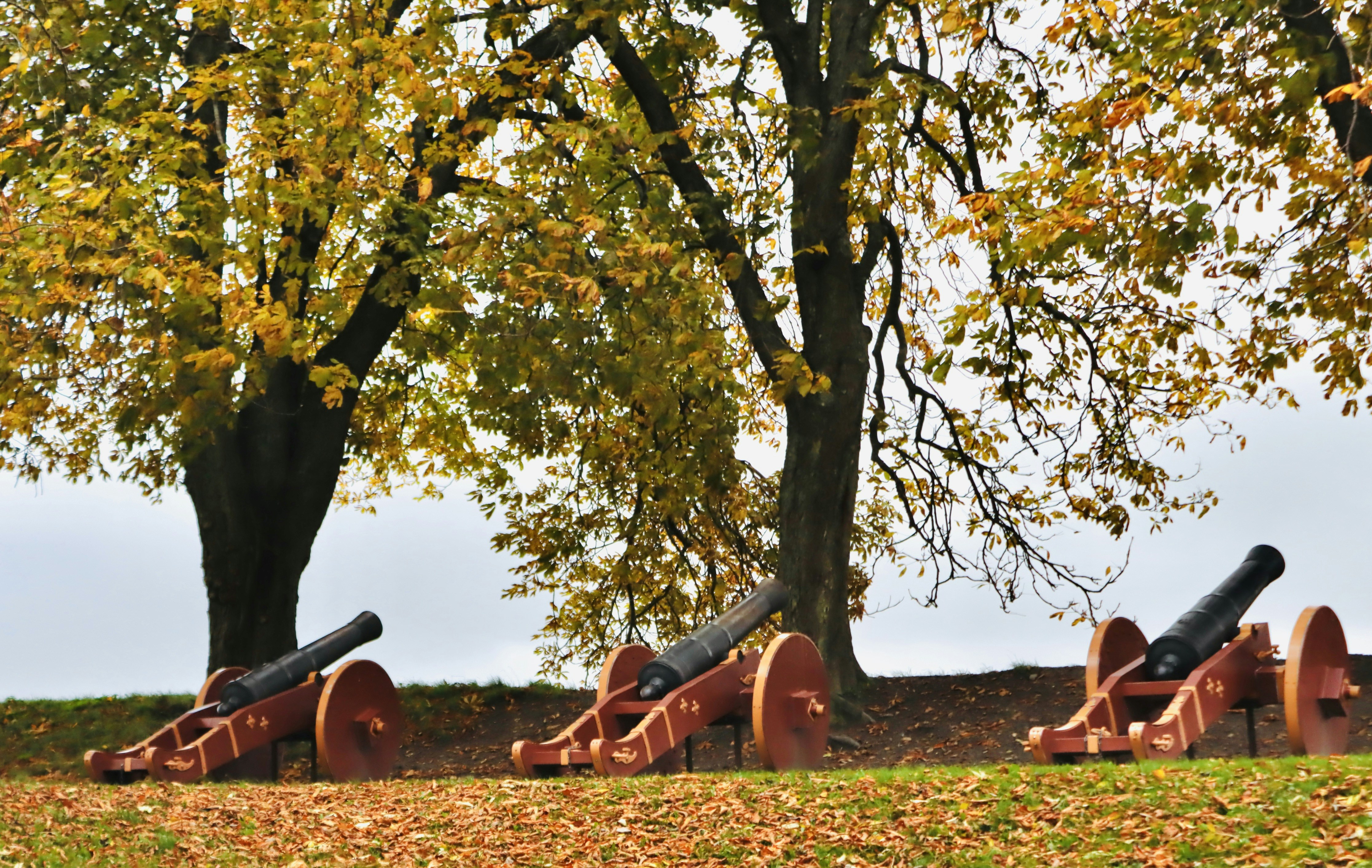Autumn Batteries: Cannons Rest Beneath Gilded Foliage