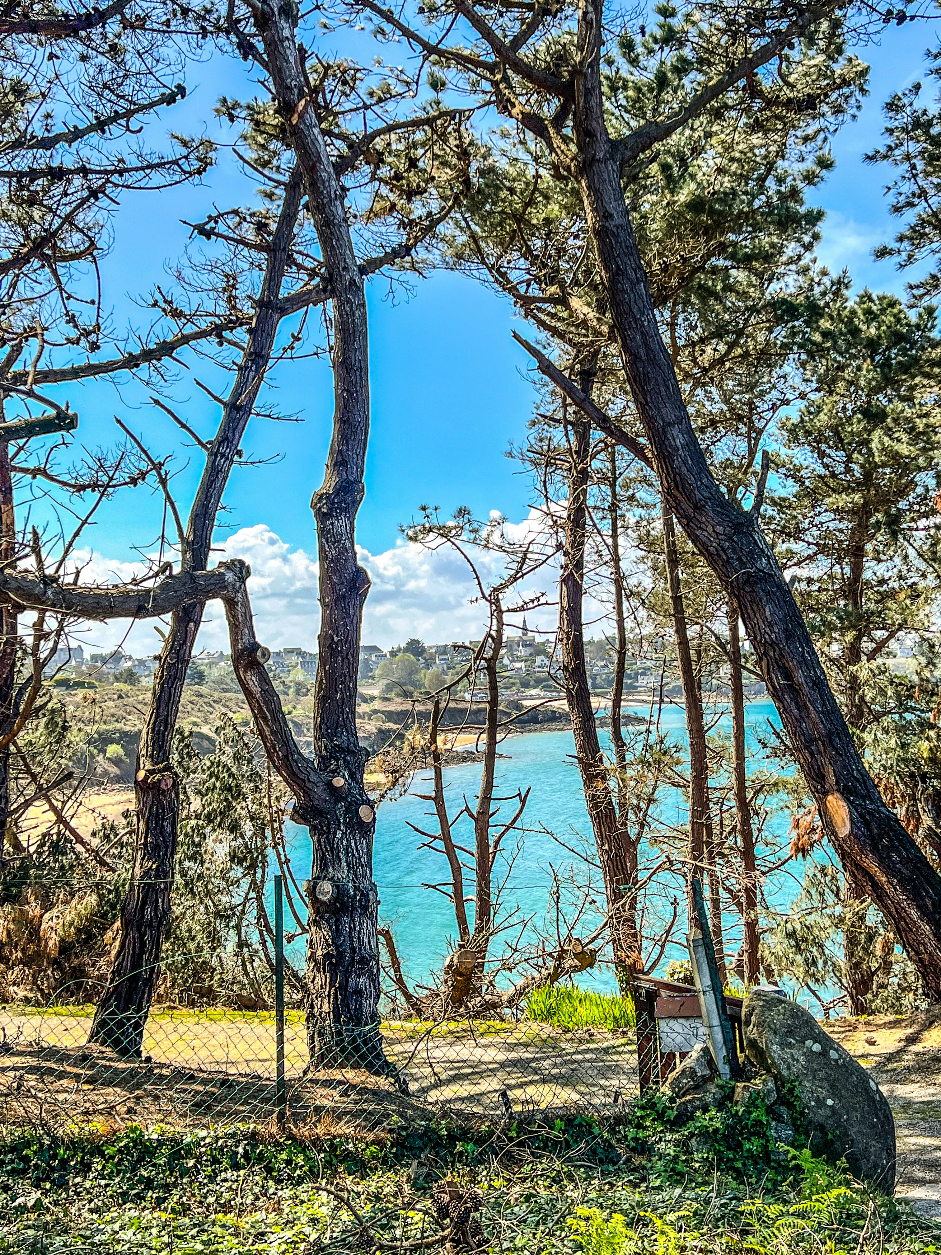 Crested Pines by the Coastal Blue