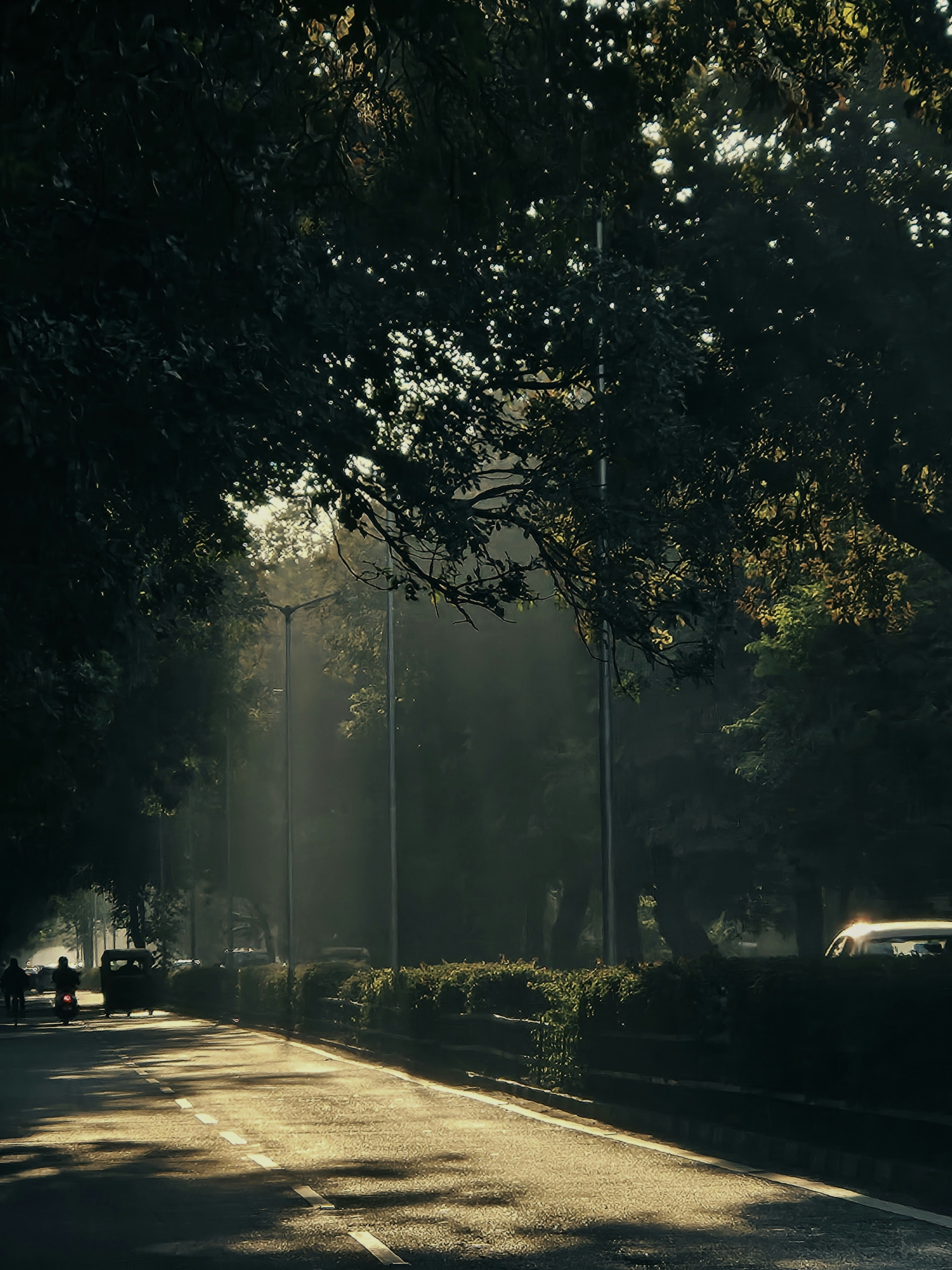 Sunlit Avenue: Quiet Corridor Beneath Canopy of Dawn