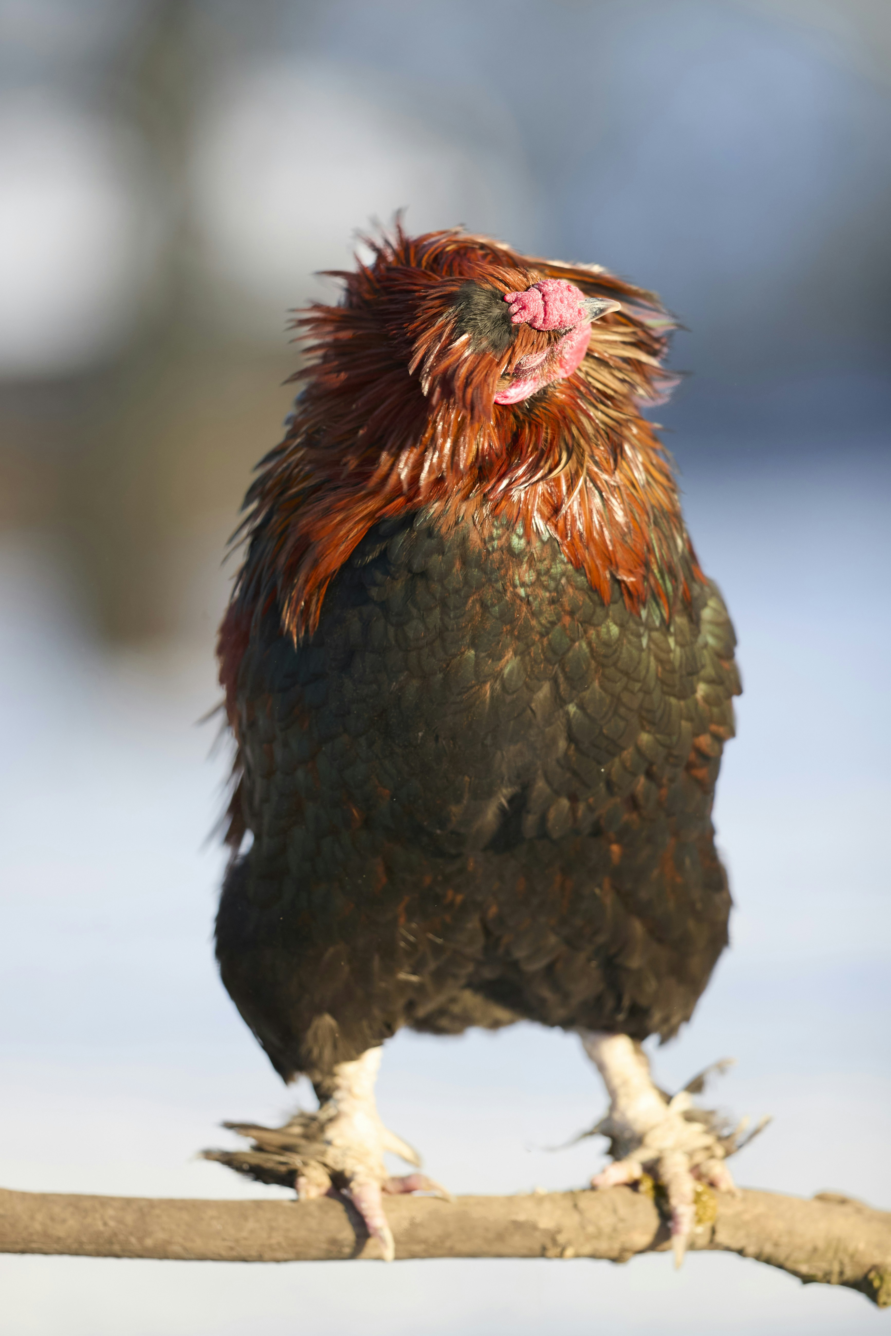 Scarlet-crested Hen on a Winter Branch