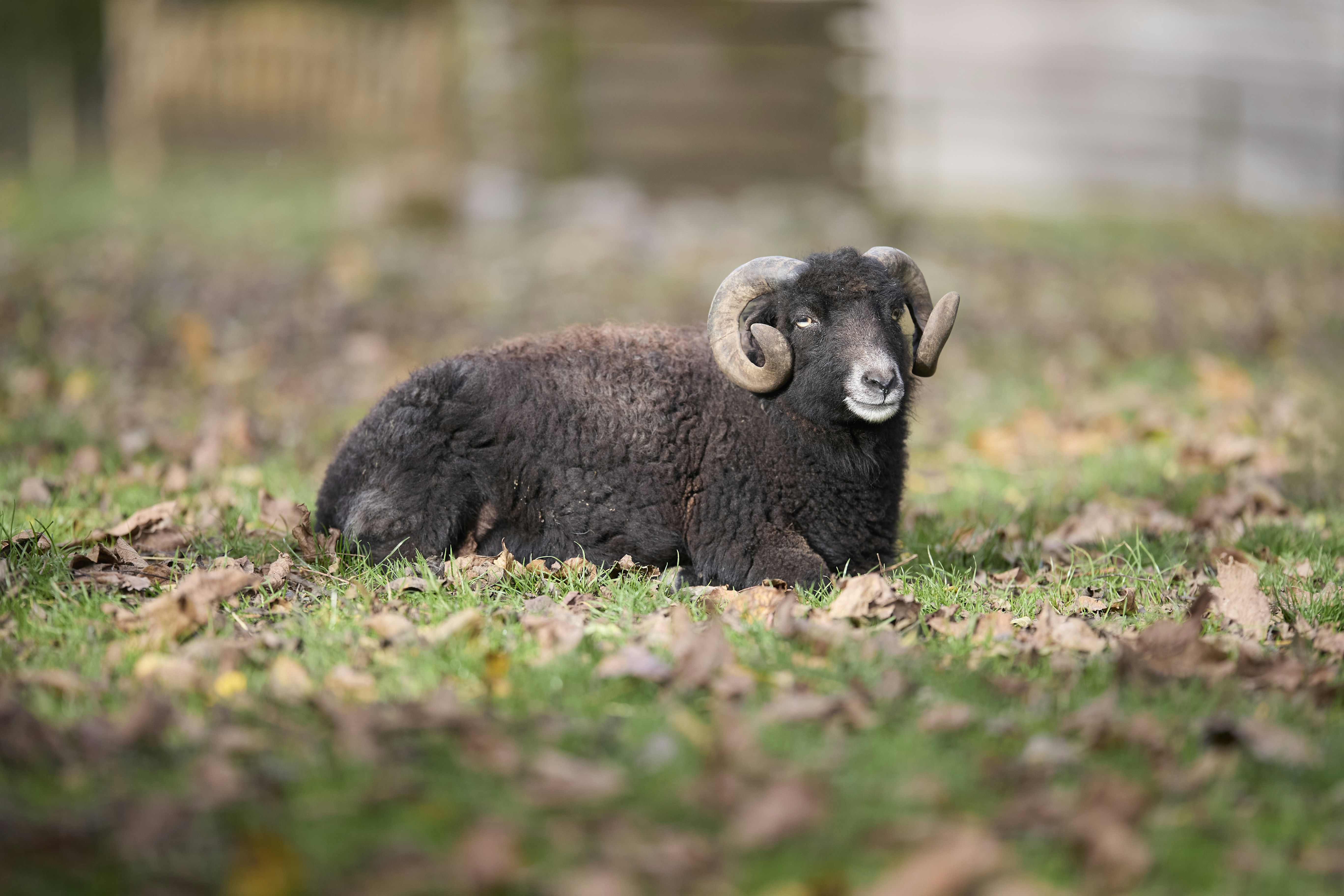 A black ouessant ram with large curved horns resting peacefully on grass covered with fallen autumn leaves.