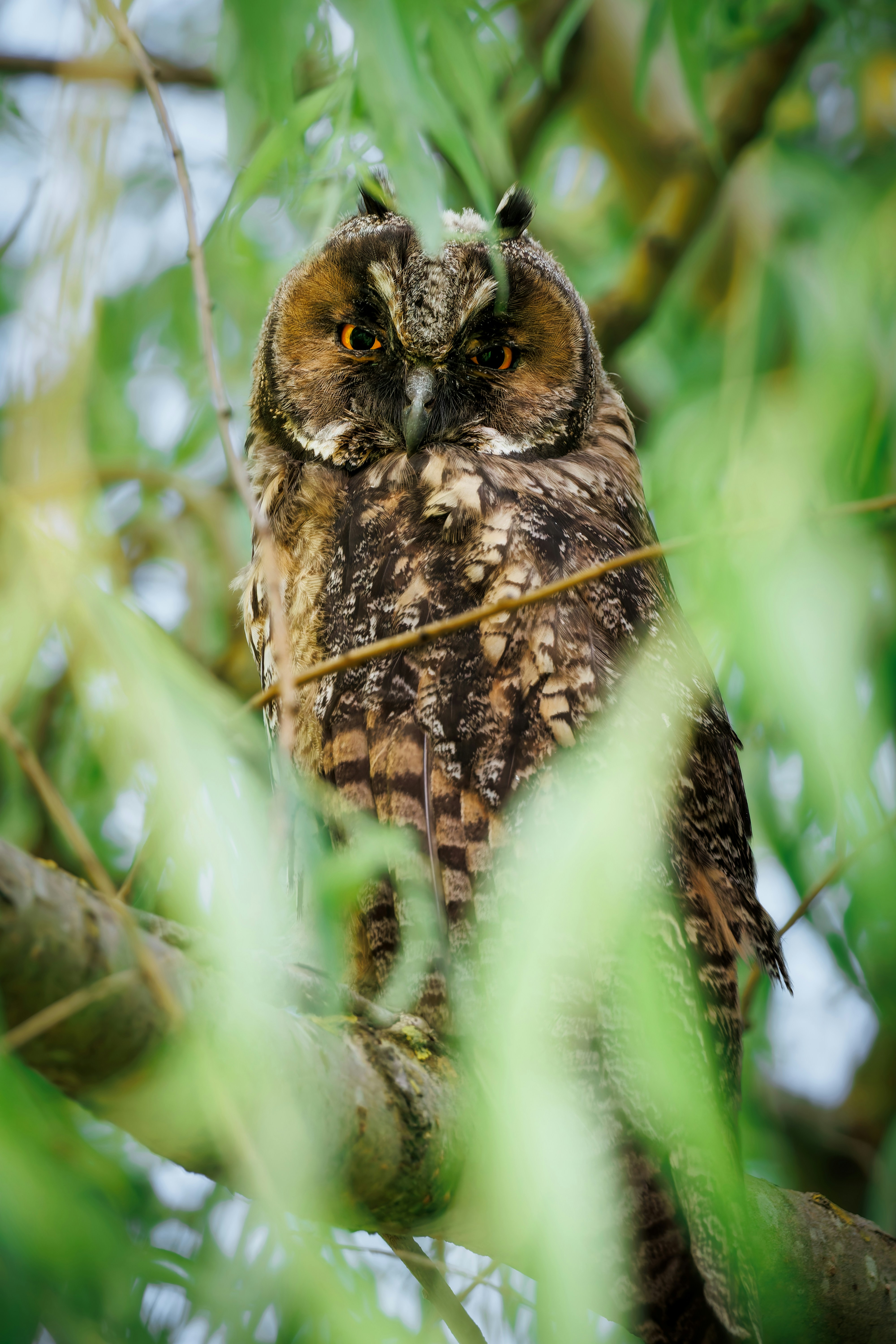 Nocturnal Watcher: A Striking Owl Amid Green Veil