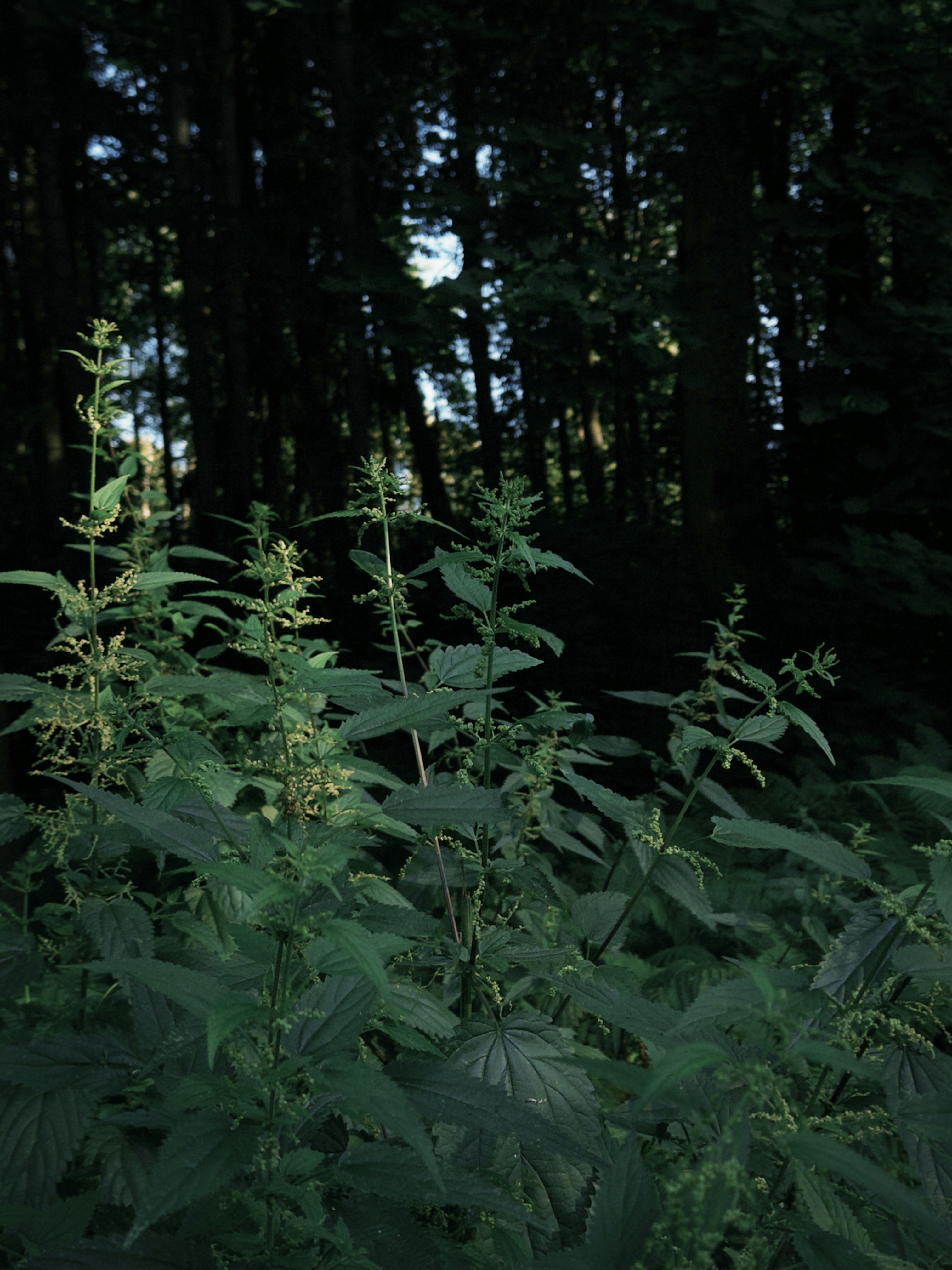 Moonlit Understory: Verdant Stalks in a Shadowed Forest