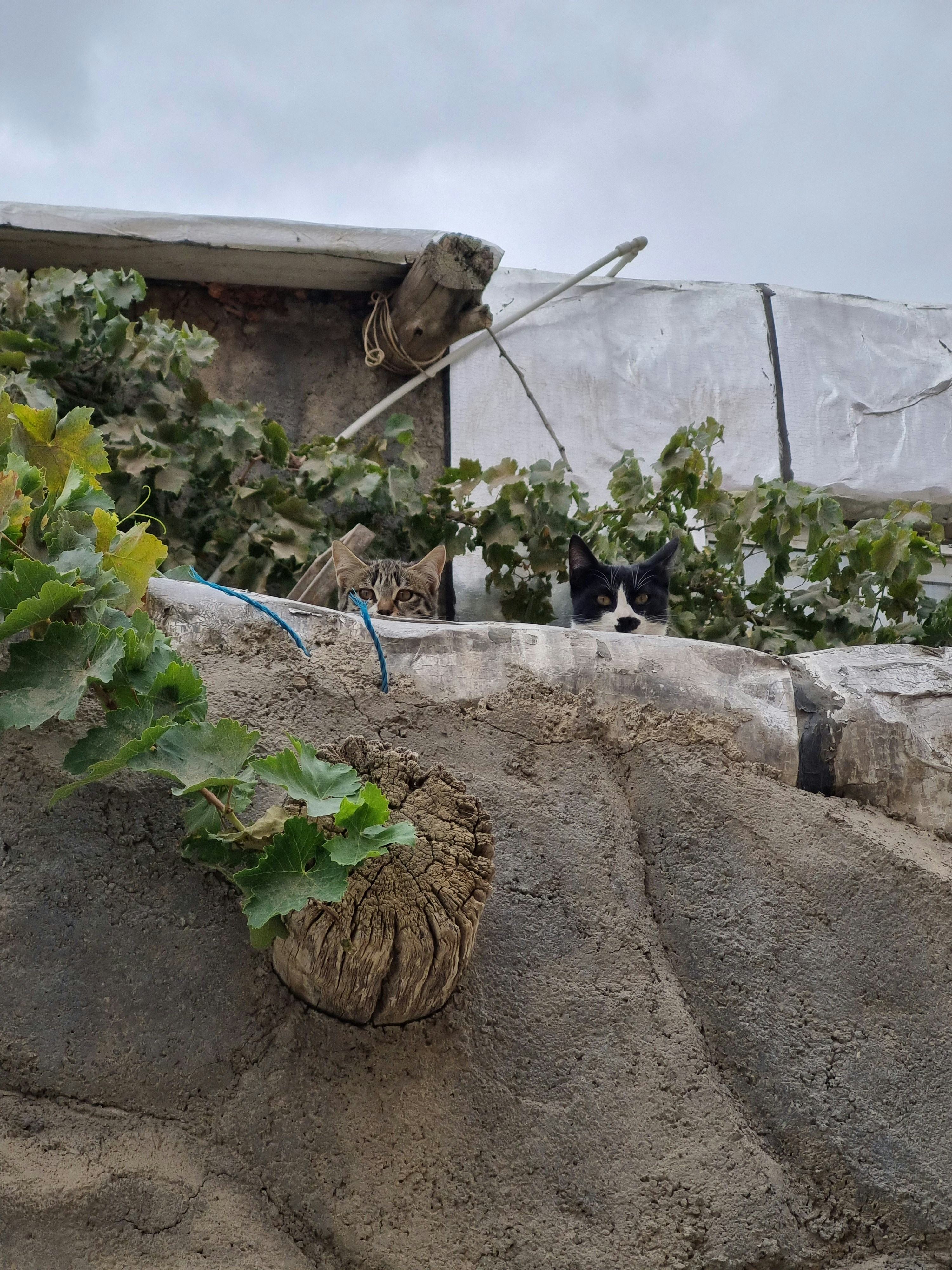 Two Curious Cats Peering Over a Concrete Verge