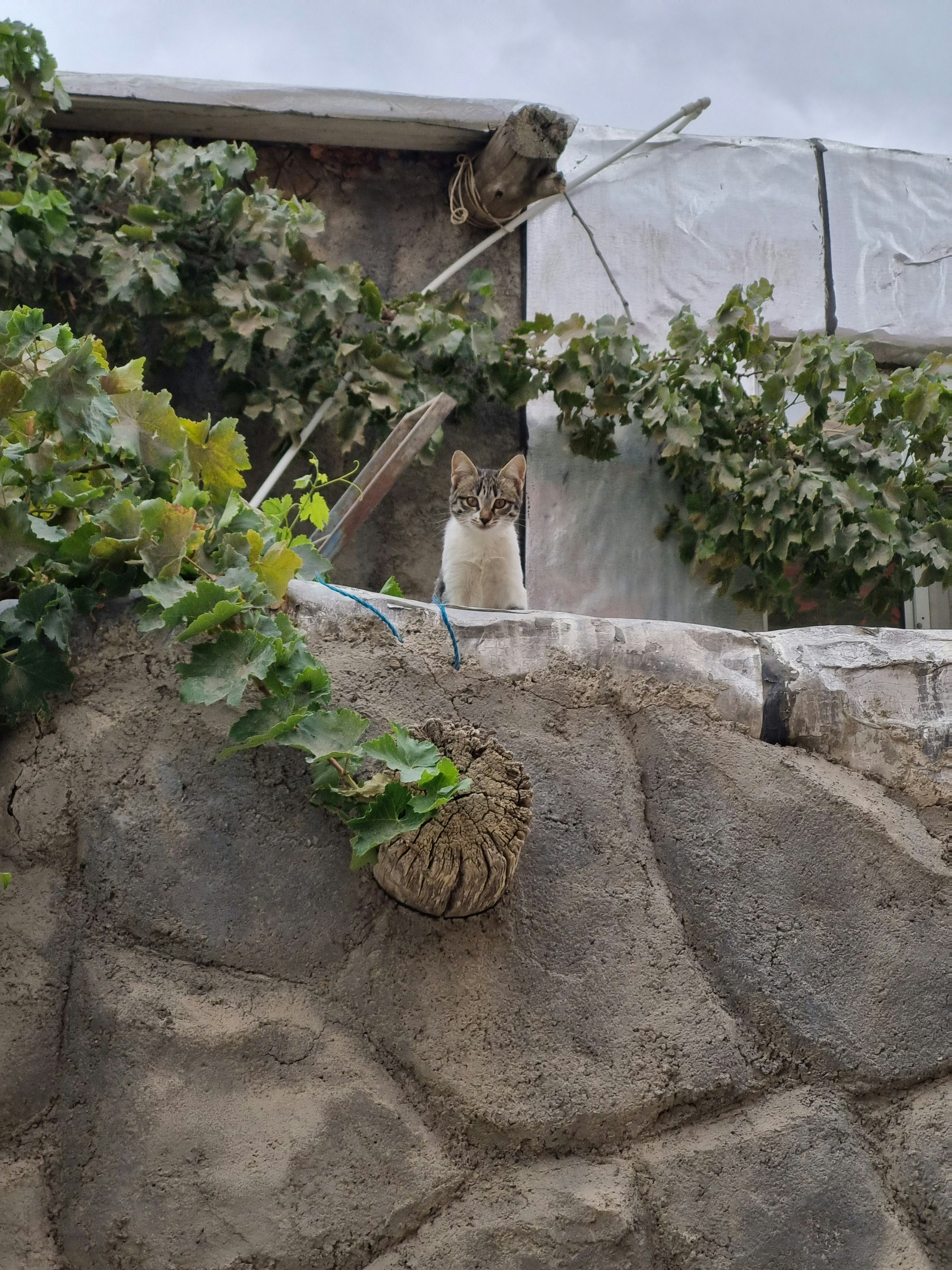 Cat on the Concrete Verge: A Quiet Watcher Above the Garden Wall