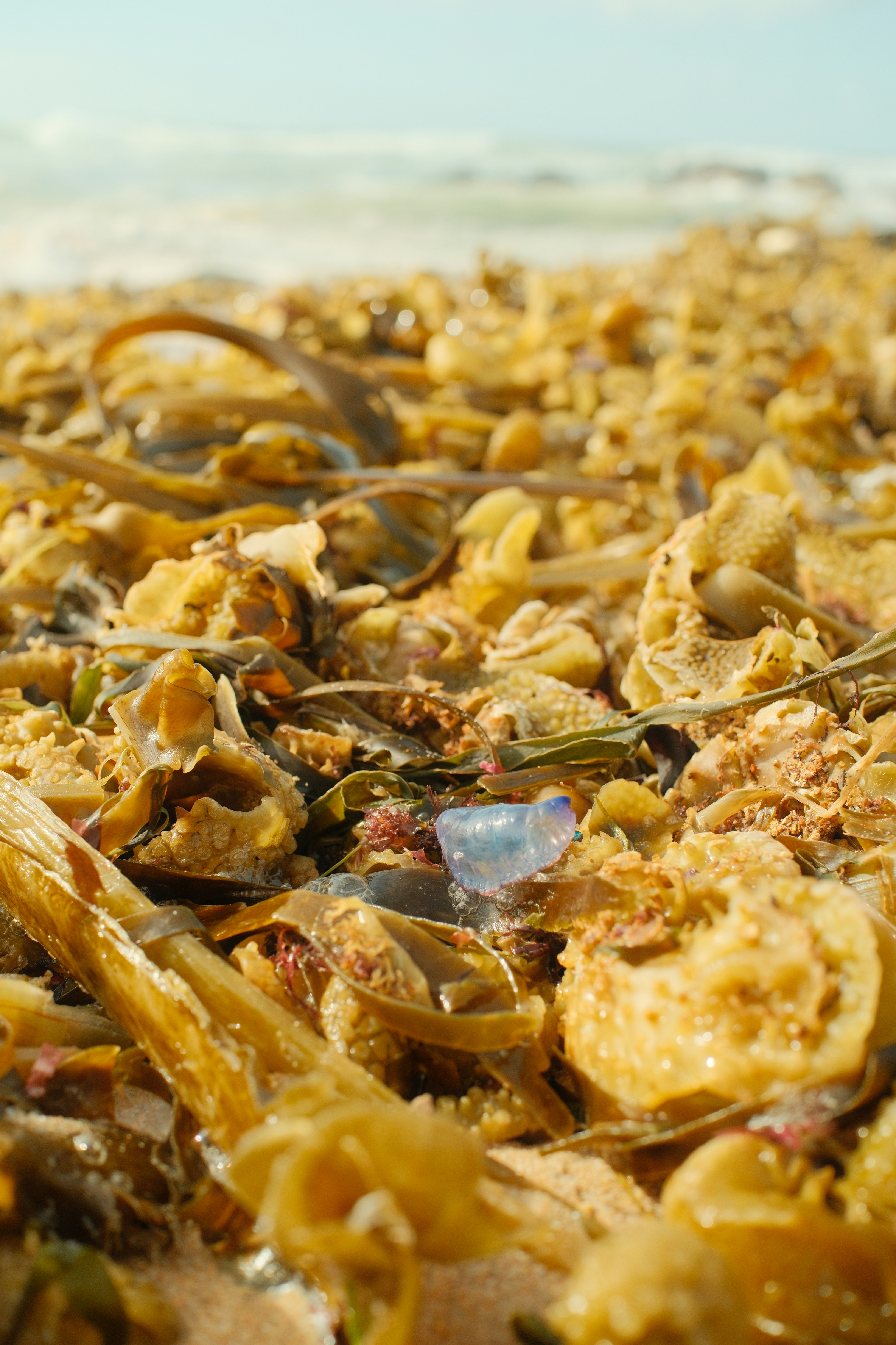 Sea Scraps: Golden Debris on a Sunlit Shore