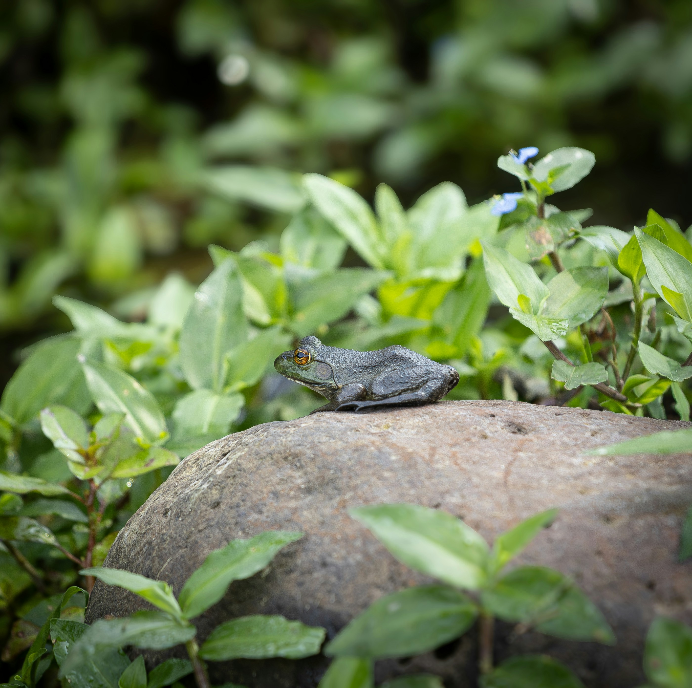 Tiny Sentinel on a Stone Throne: A Leafy Perch View