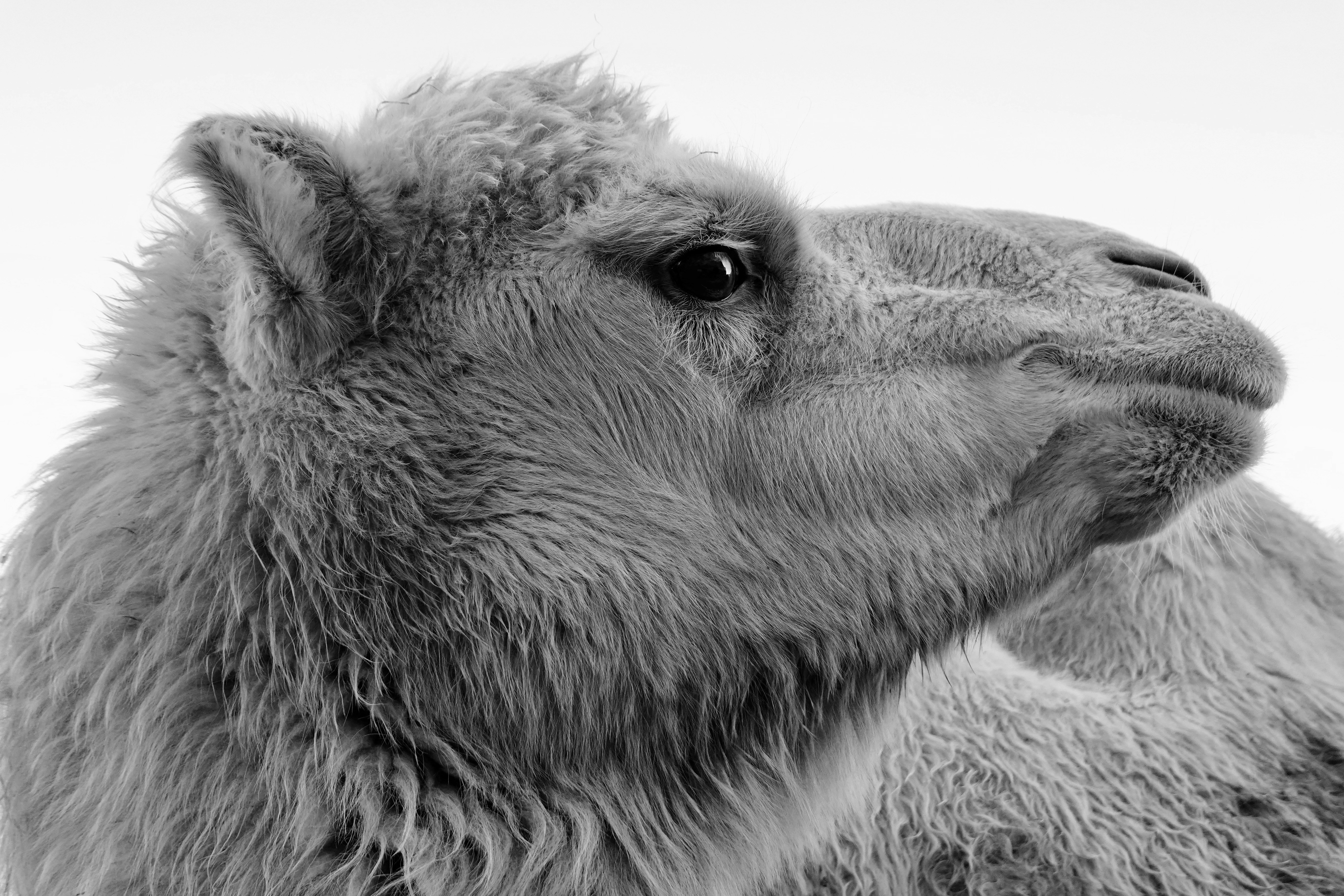 Curious Camel Portrait: A Quiet Glance from the Furred Summit