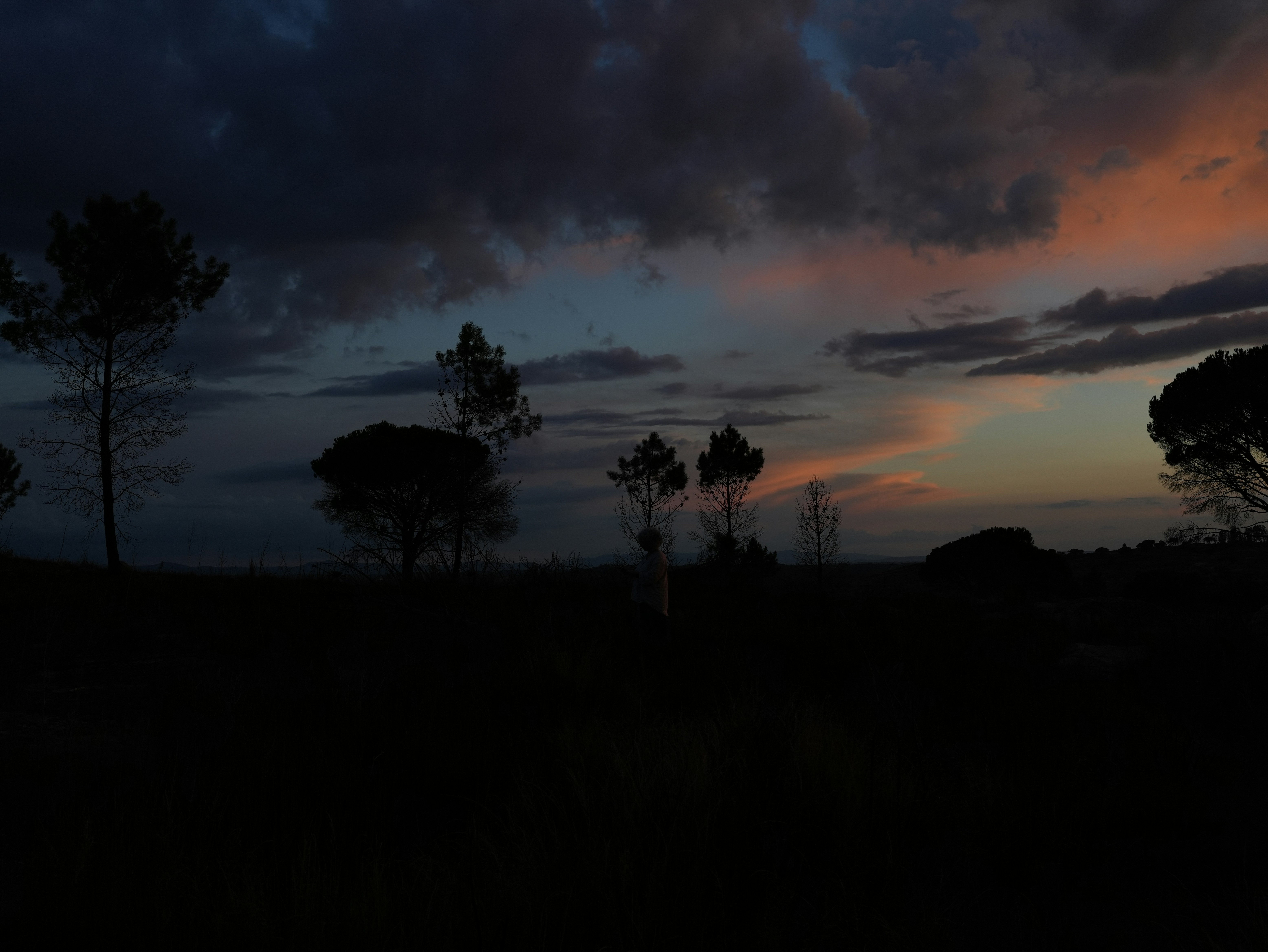Twilight Silhouette: Trees Against a Quiet Dusk Sky