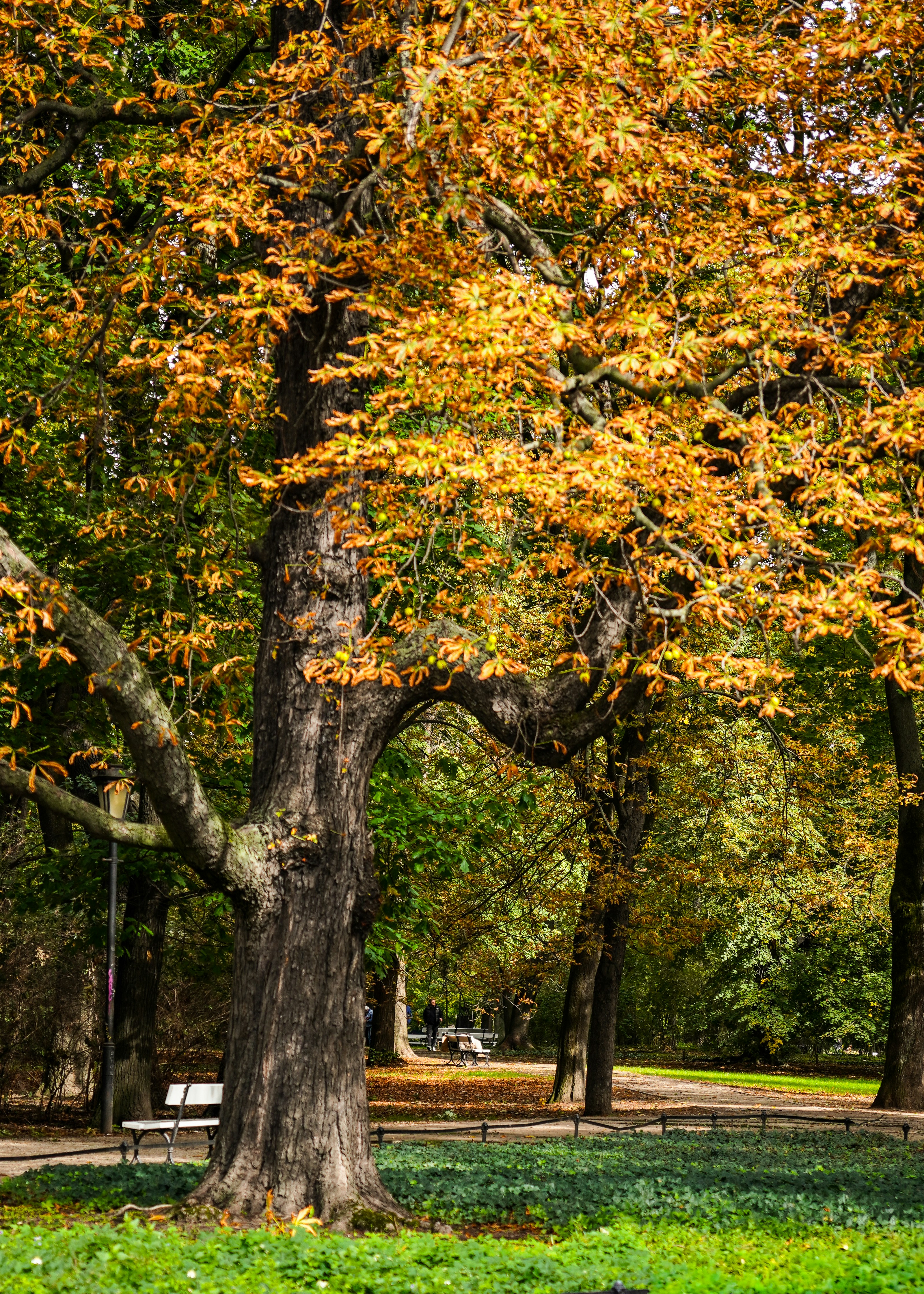 Autumn Canopy Overpath: A Quiet Park Beneath Golden Leaves