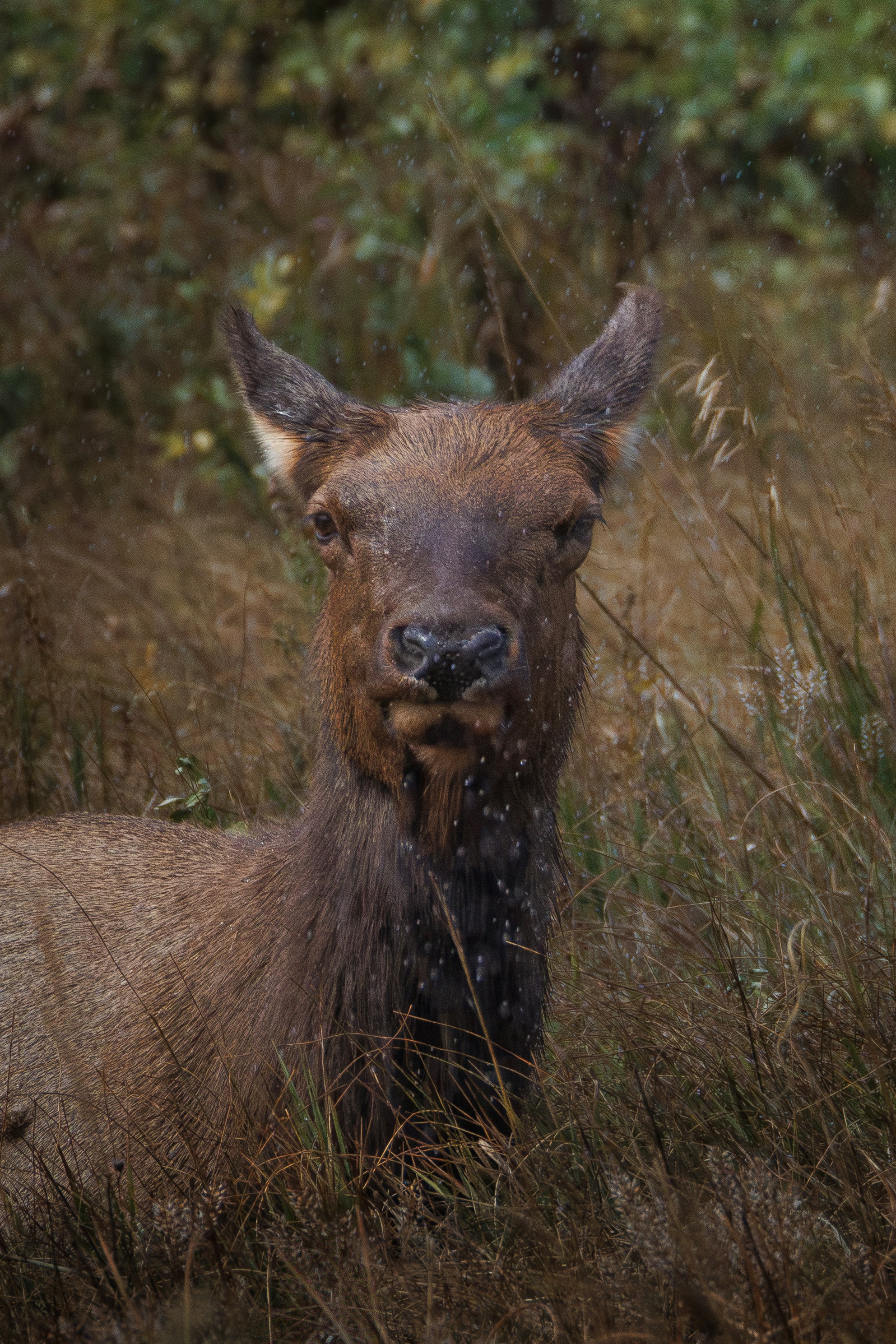 Stag in Streaked Grass: a calm gaze through autumn rain