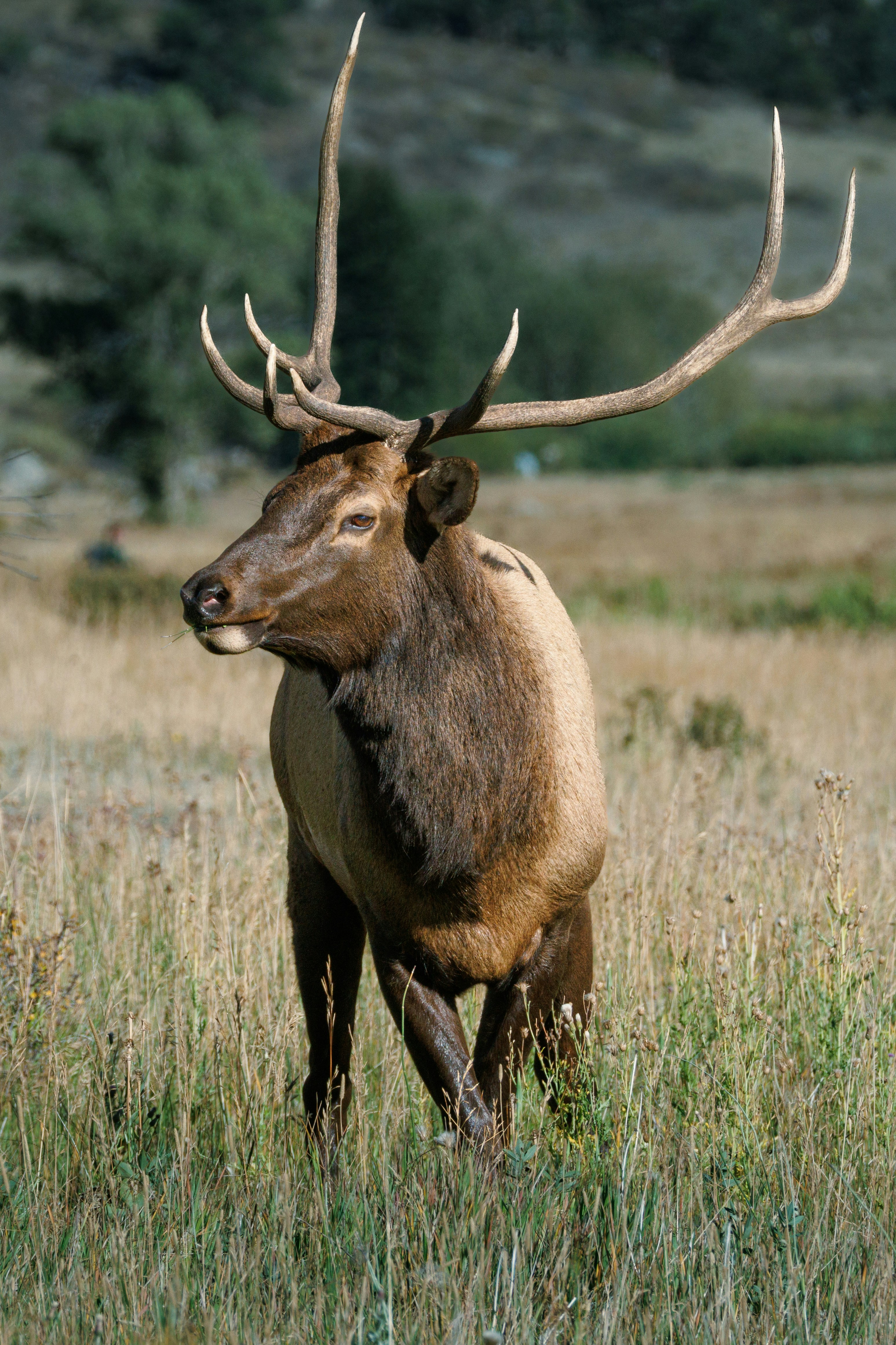 Majestic Stance: A stag with towering antlers in a sunlit meadow
