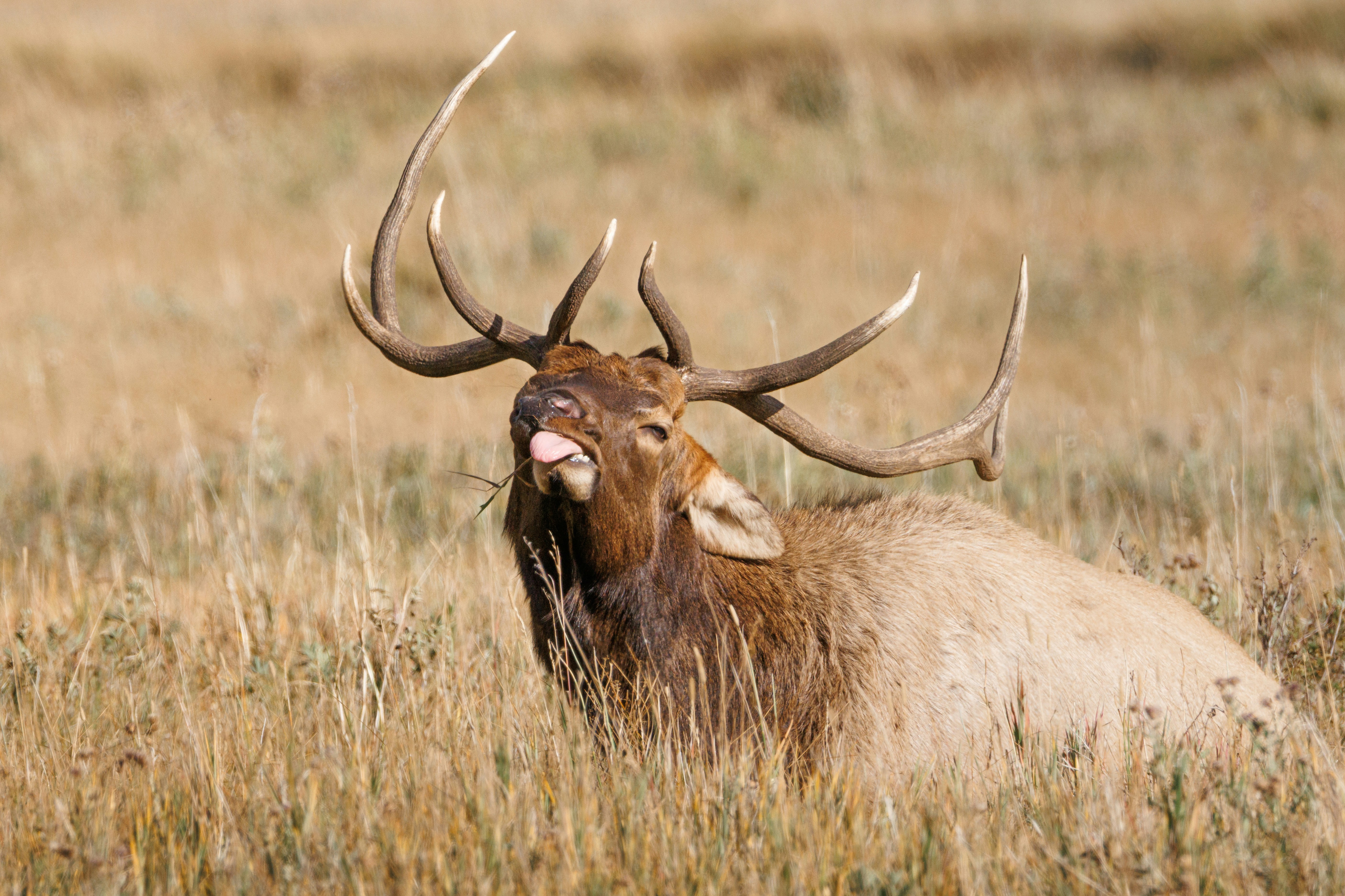 Majestic Stare: A Bull Elk Lifts Its Gaze Above the Golden Field