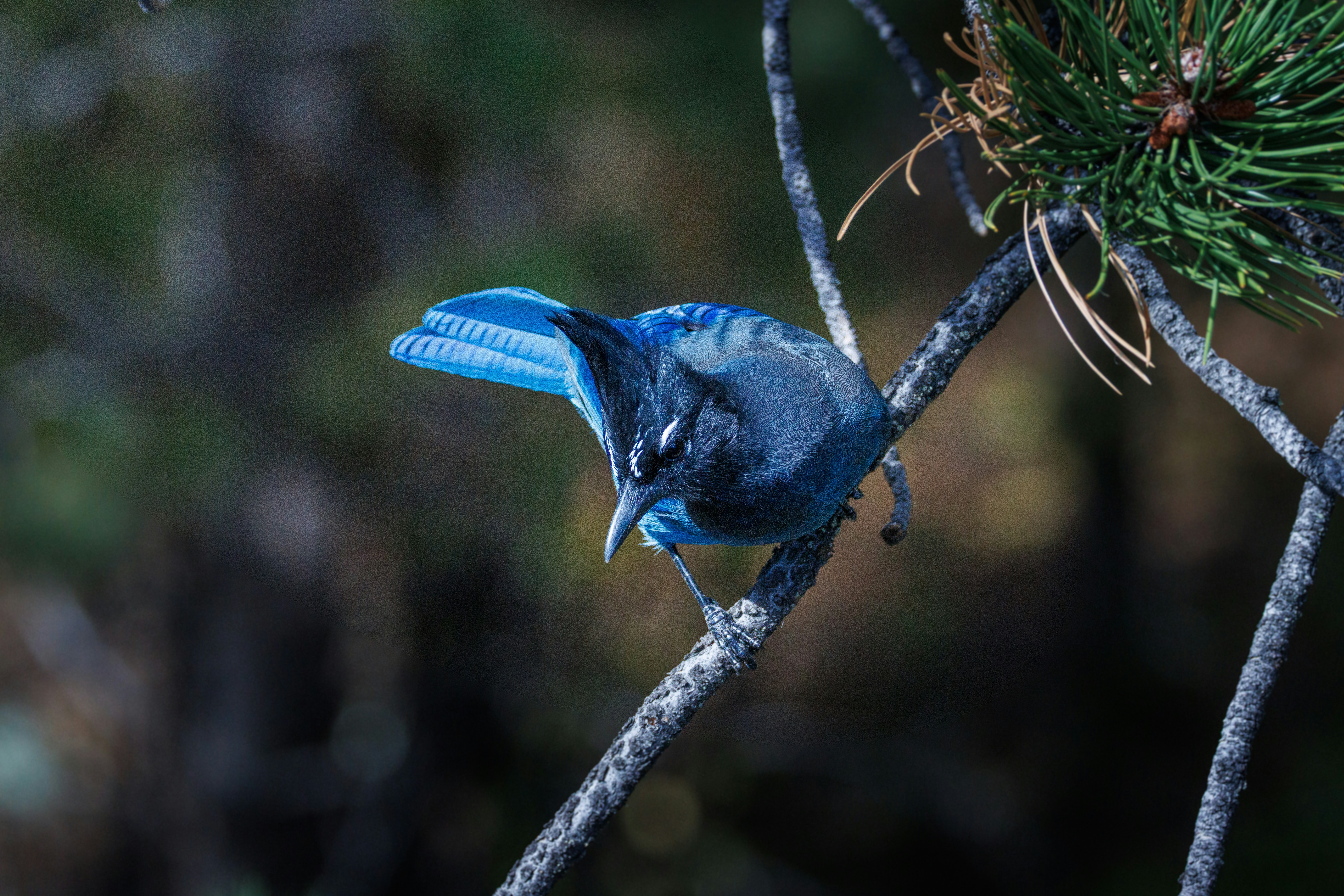Azure Flicker: a blue bird mid‑hover on a pine branch