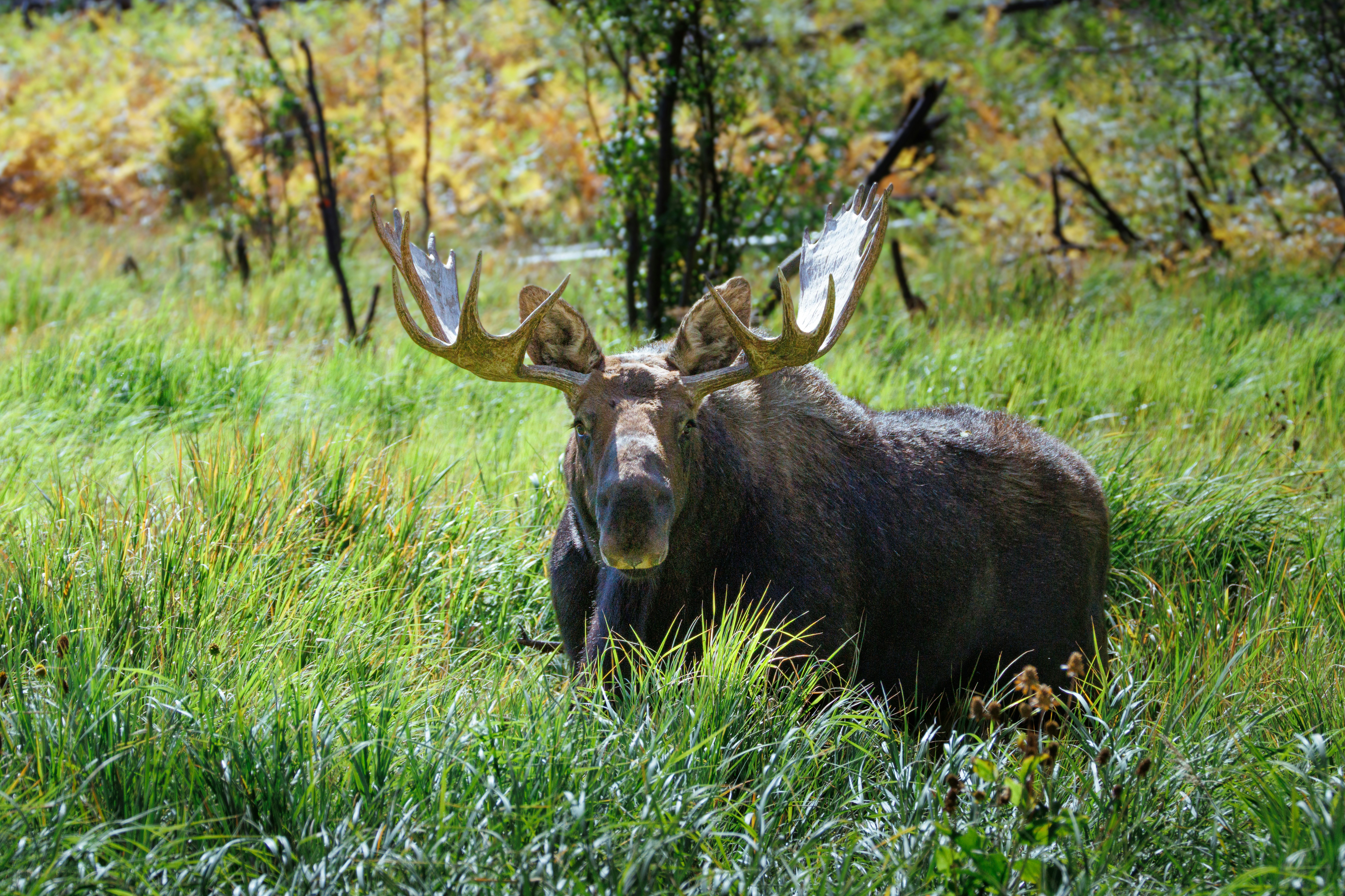 Majestic Stare: A Bull Moose Amid Autumn Grasses